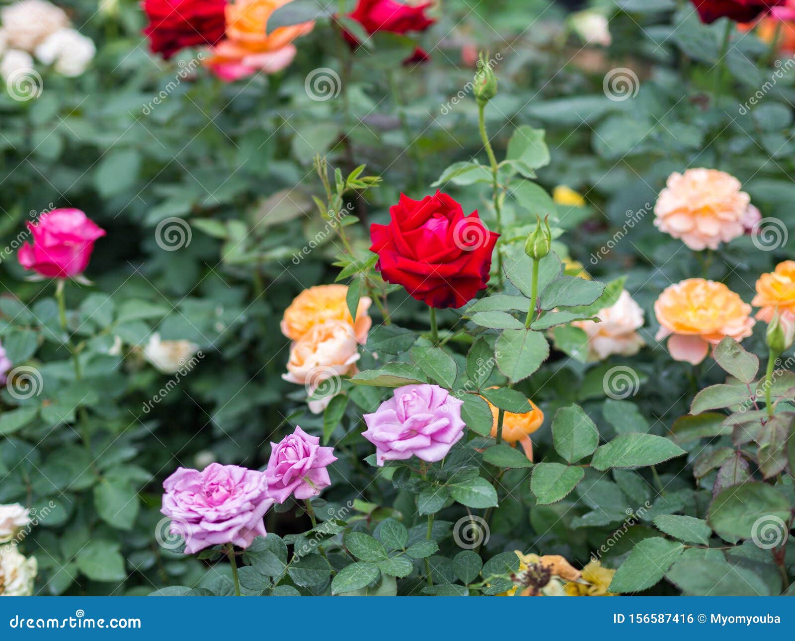 Beautiful Garden at Pyin Oo Lwin, Myanmar. Stock Photo - Image of roses ...
