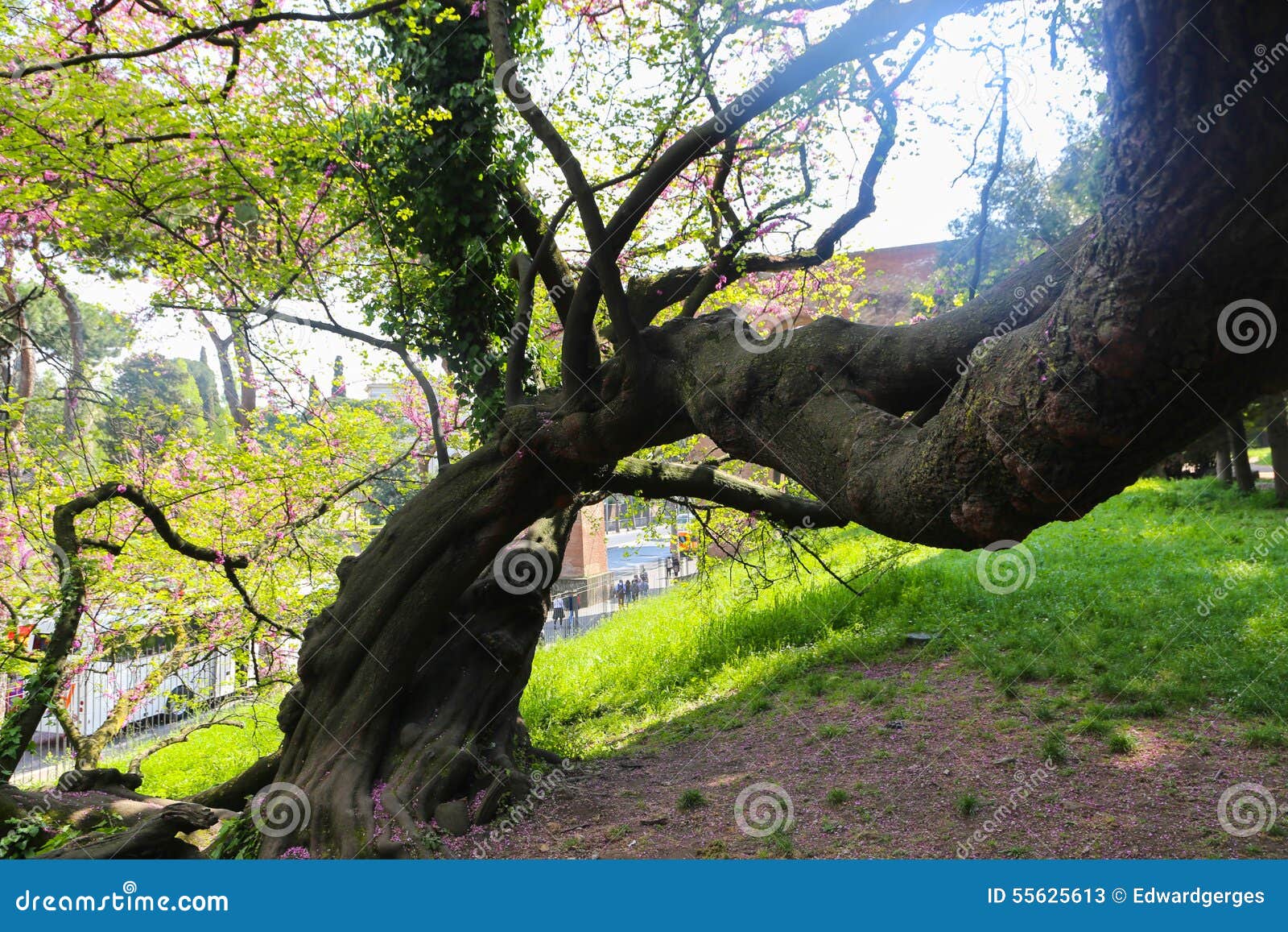 Beautiful Garden at Rome stock image. Image of europe - 55625613