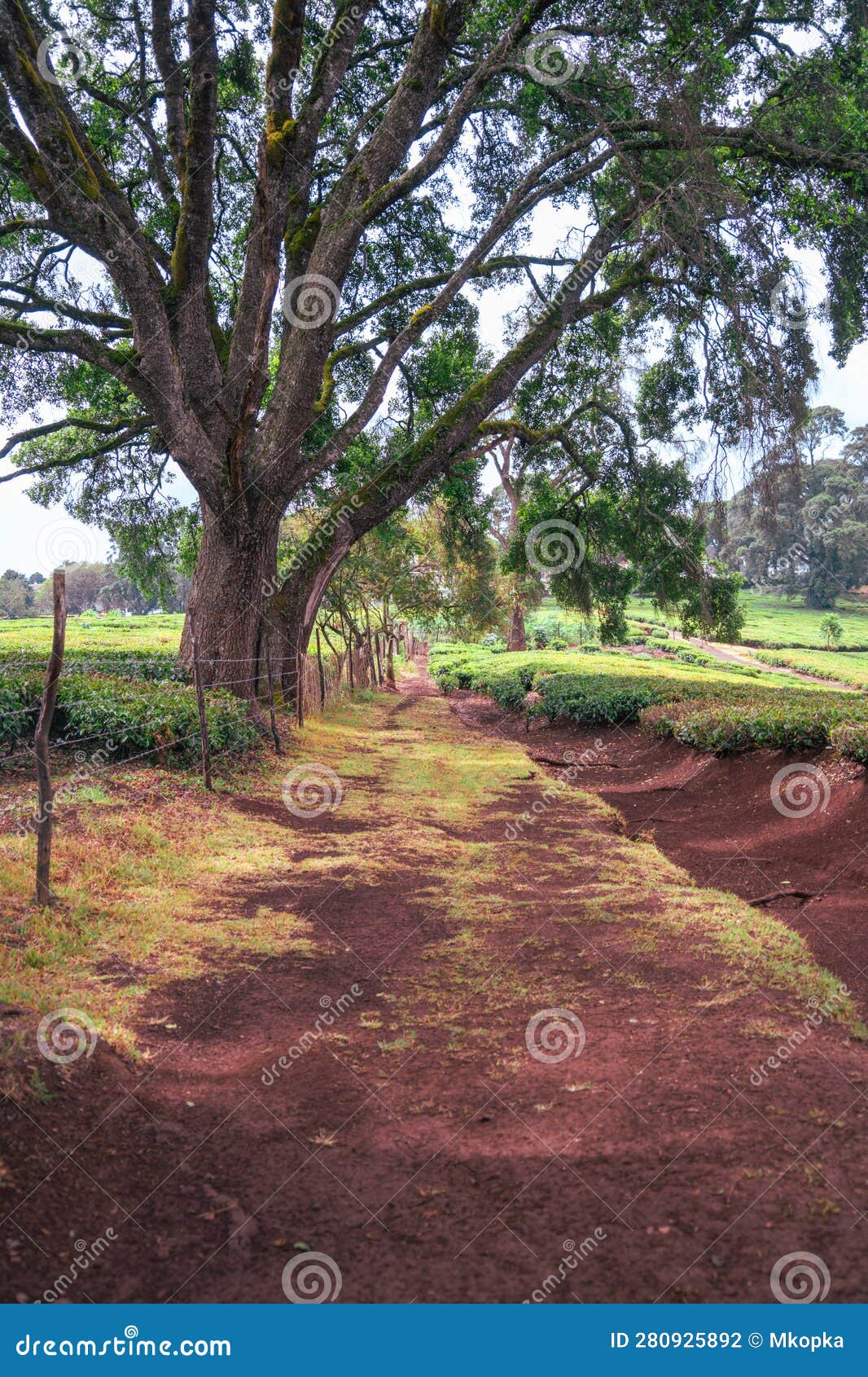Beautiful Garden at a Tea Plantation, with a Dirt Path Stock Photo ...