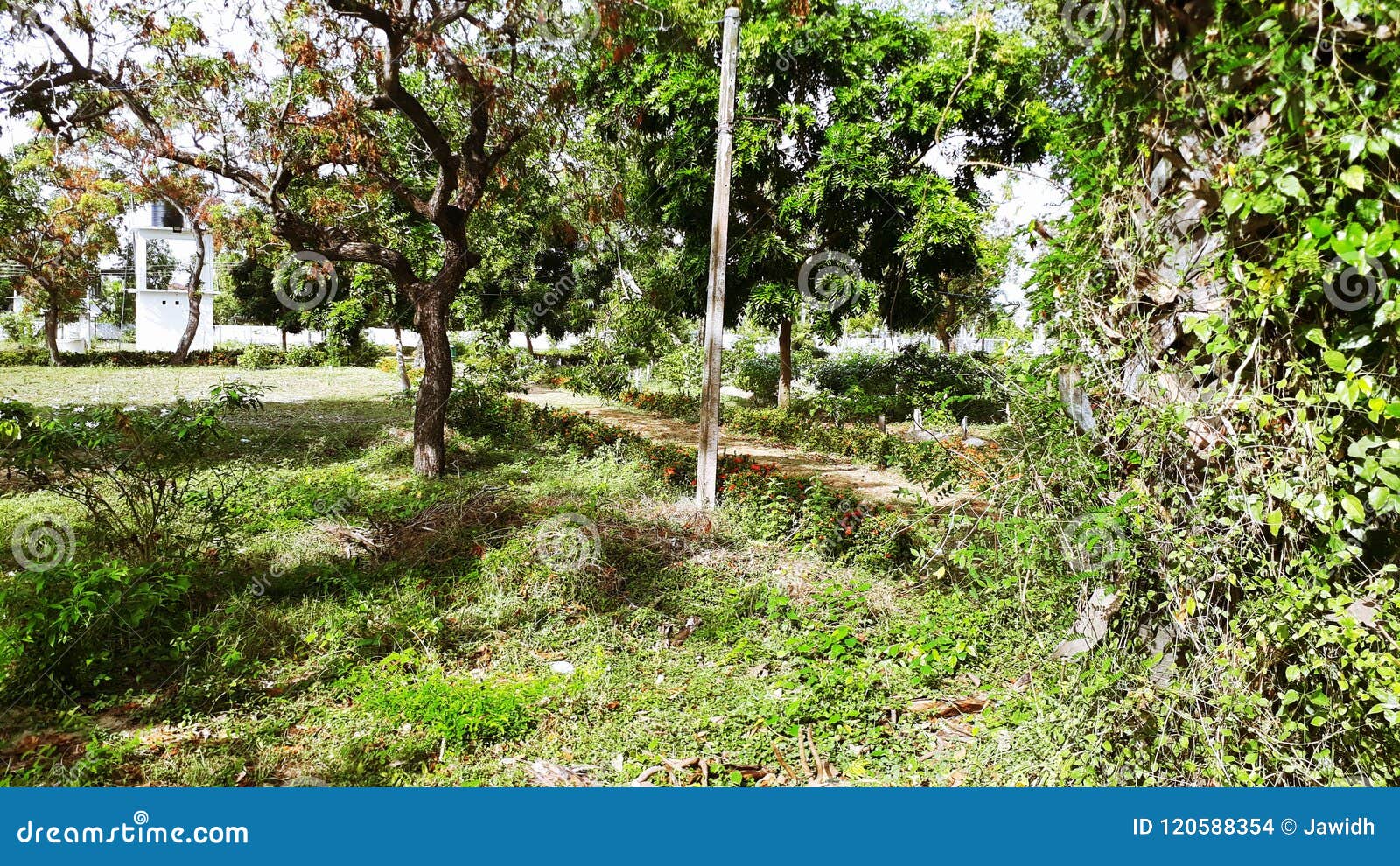 Greenery Scene trees stock photo. Image of scene, beautiful - 120588354