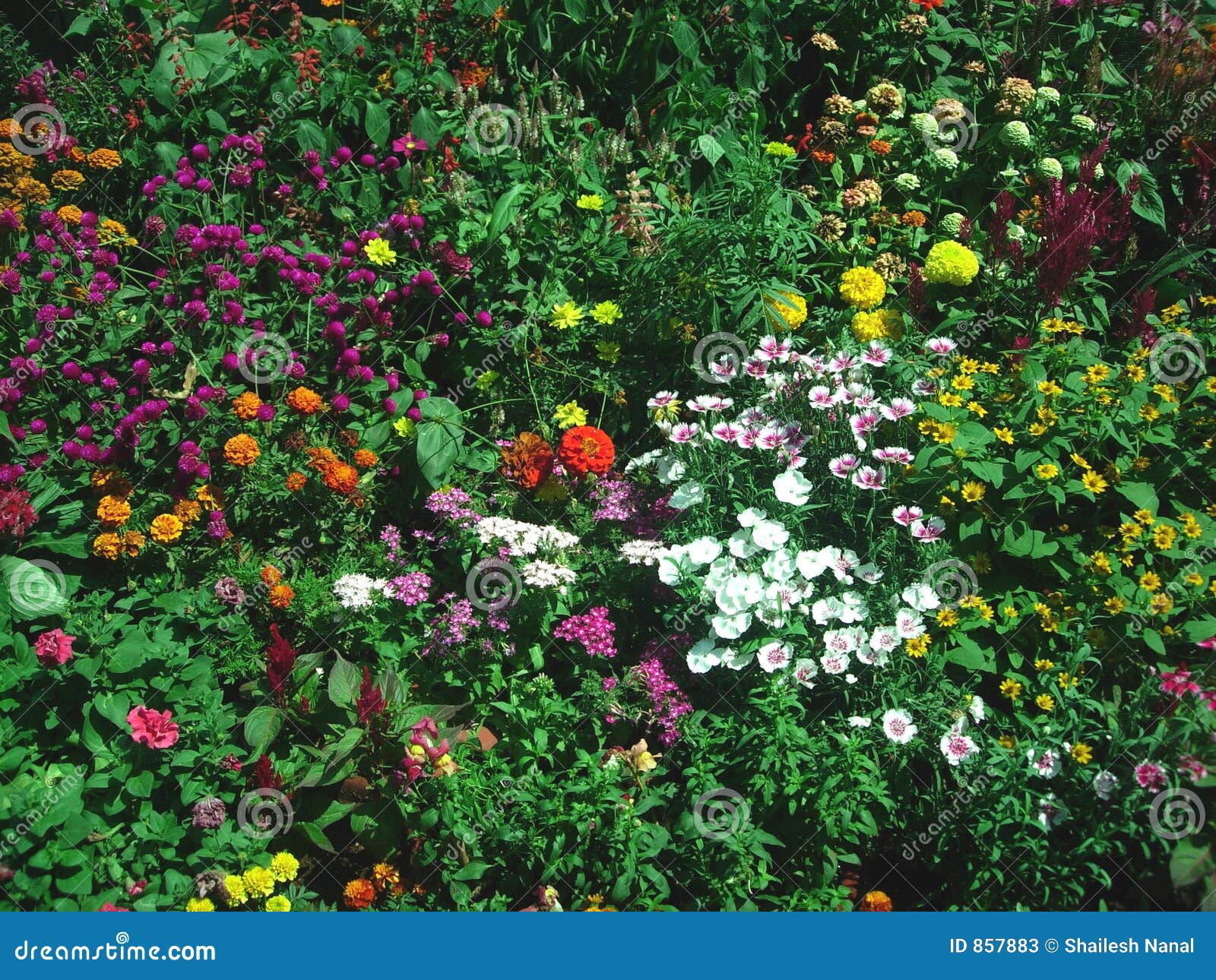 Beautiful Garden View stock image. Image of creativity - 857883