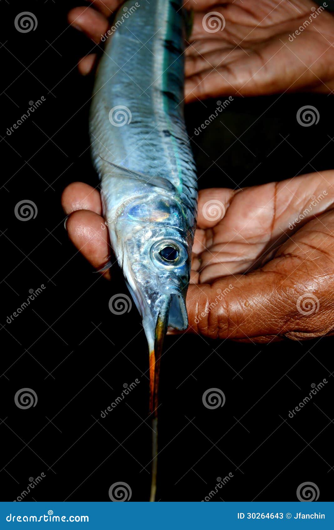 Garfish stock image. Image of cuisine, cook, hand, blue - 30264643