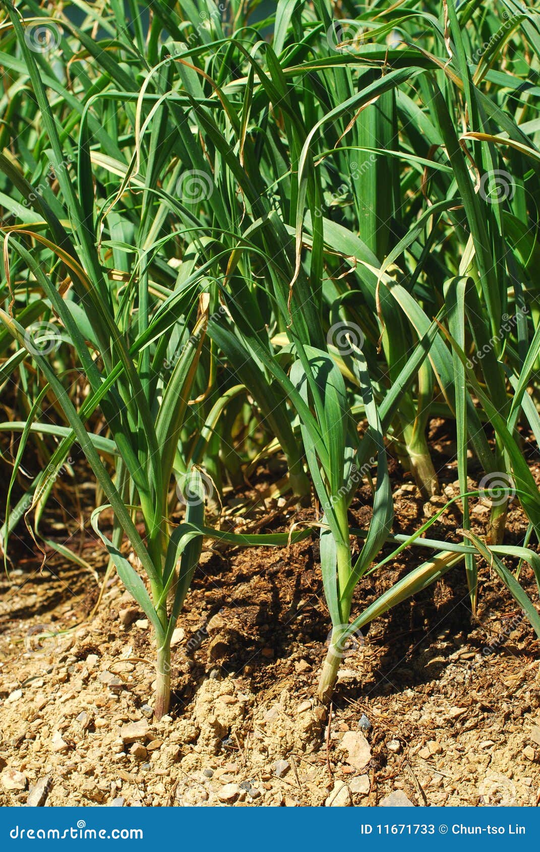 Beautiful Garlic Sprouts Farm. Stock Image - Image of garden, mountain ...