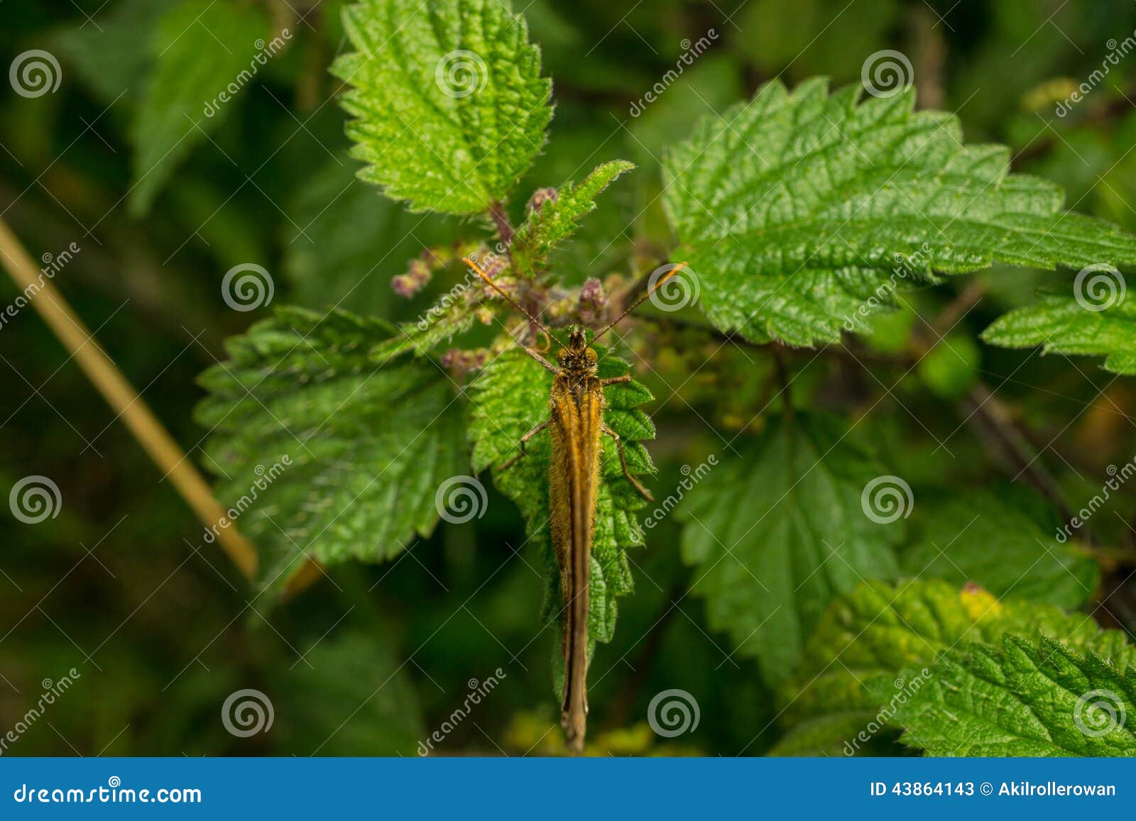 Female Gatekeeper Buttefly On Gorse Royalty-Free Stock Photo ...