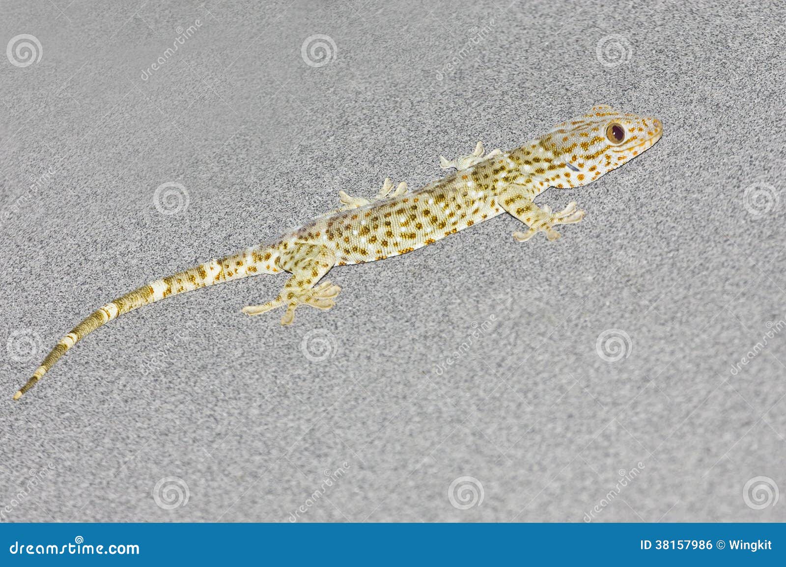 Beautiful Gecko stock photo. Image of nature, wall, protected - 38157986