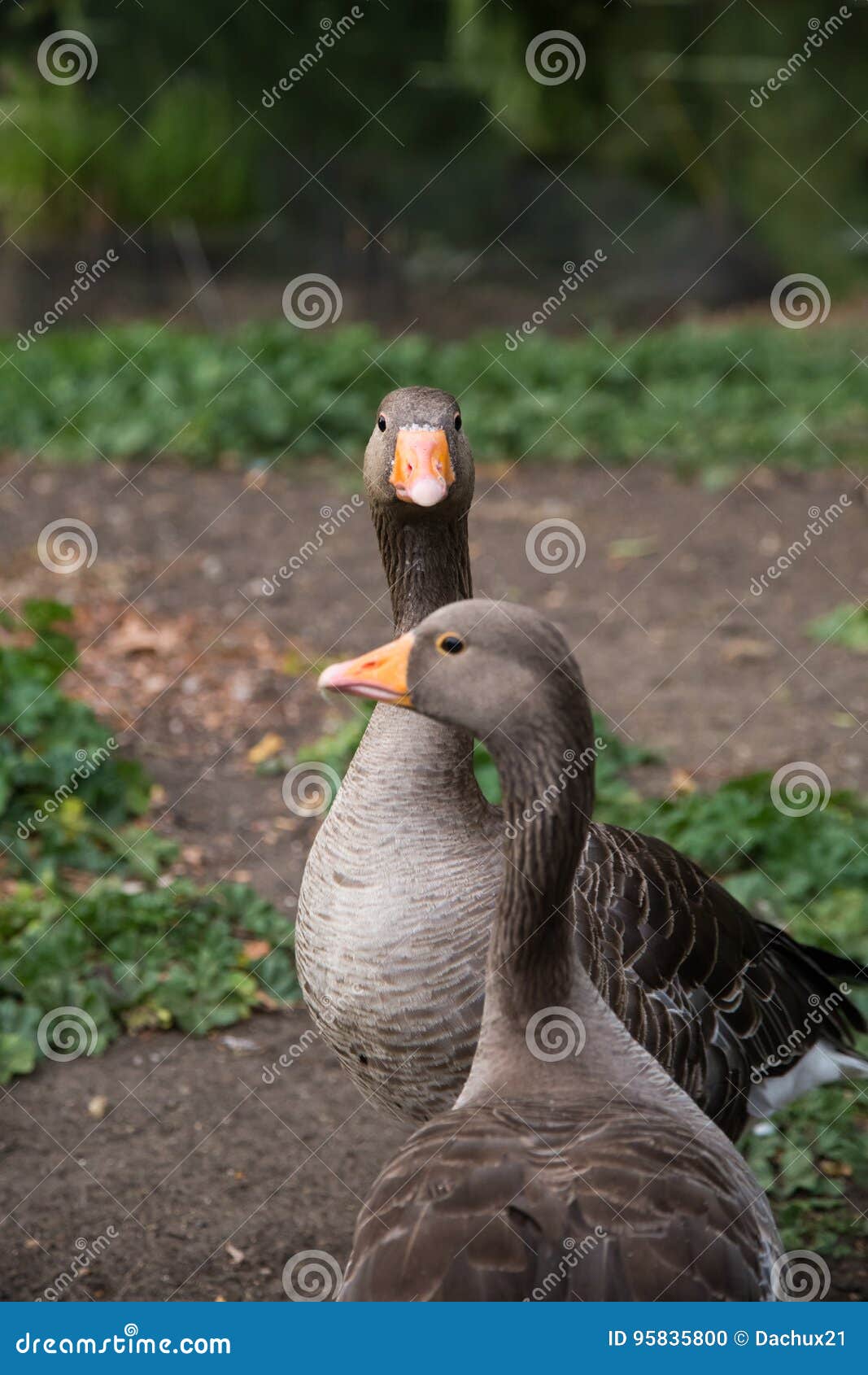 Beautiful Geese in the Park Stock Photo - Image of outdoor, bird: 95835800