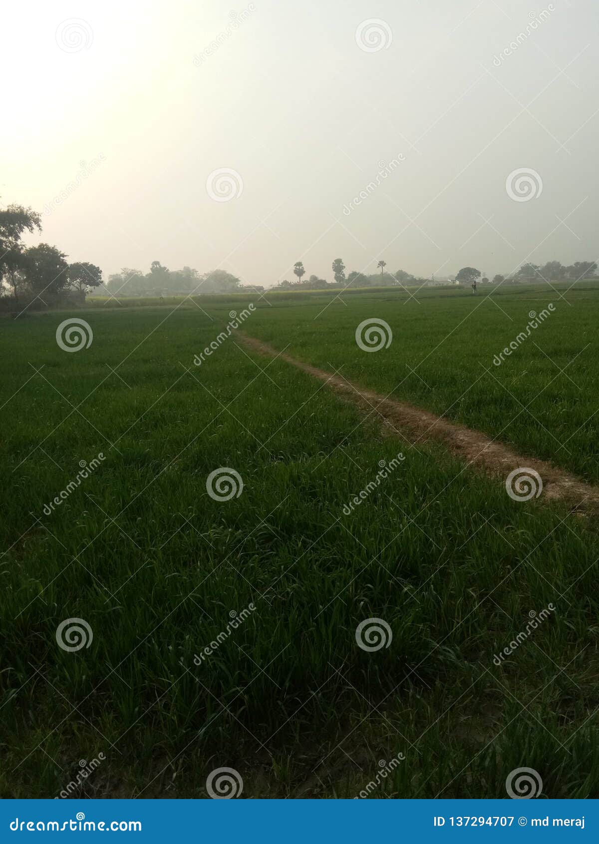 Beautiful Gehu Stock Photos - Free & Royalty-Free Stock Photos from ...