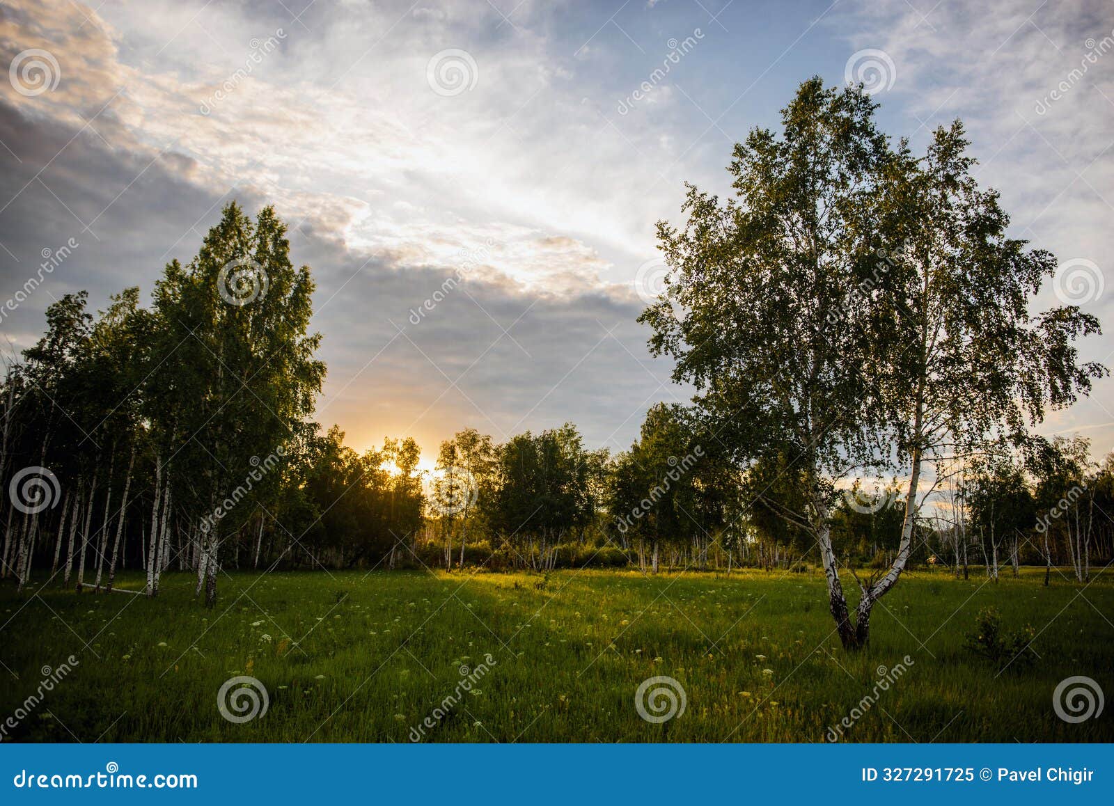 Beautiful Gentle Sunset in the Birch Forest Stock Image - Image of ...