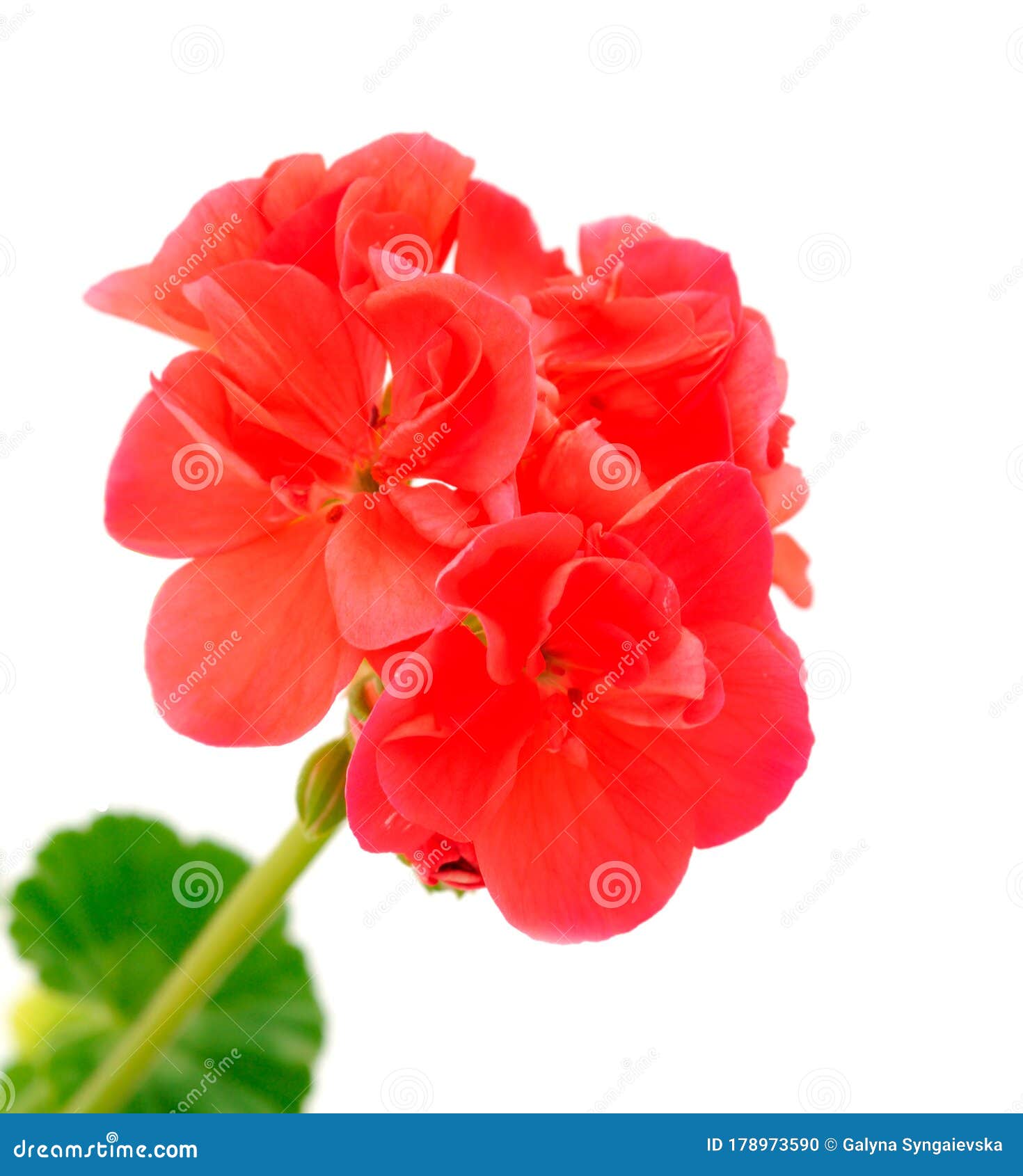 Beautiful geranium flower stock photo. Image of green - 178973590