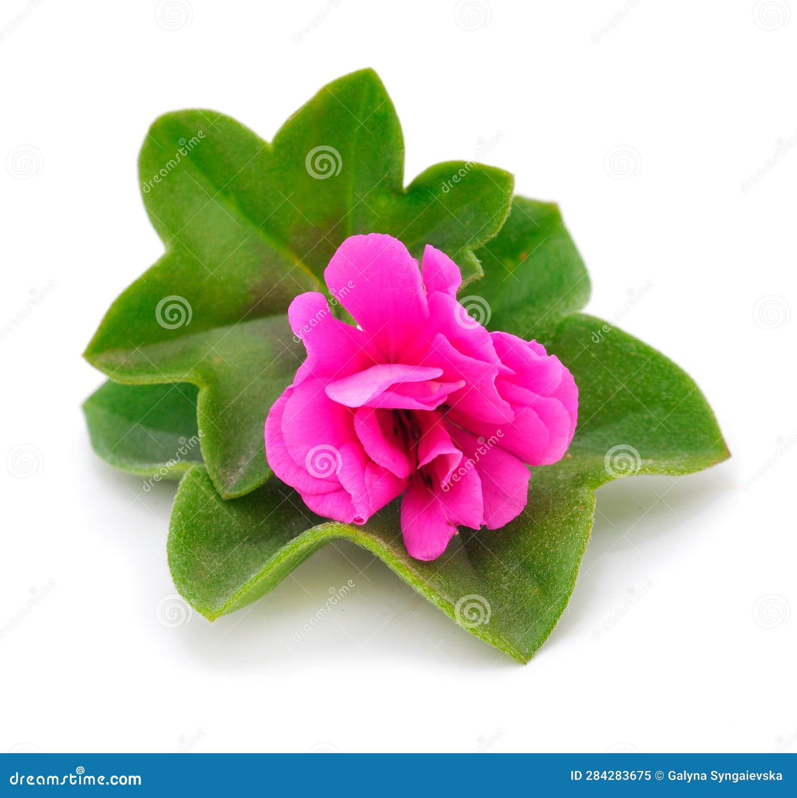 Beautiful geranium flower stock image. Image of beauty - 284283675