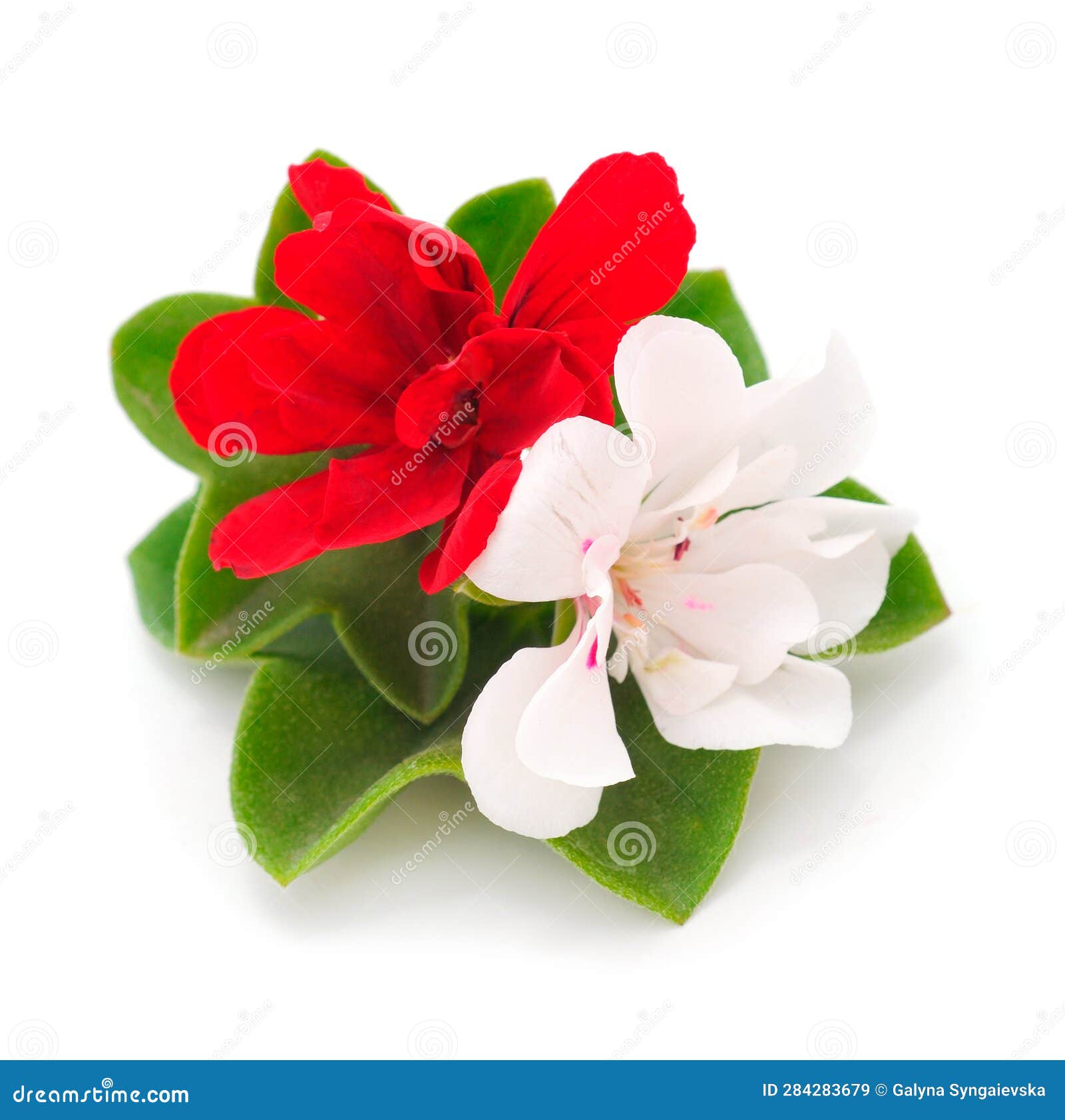 Beautiful geranium flower stock image. Image of summer - 284283679