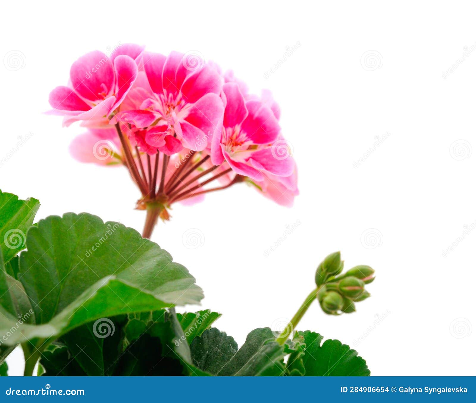 Beautiful geranium flower stock photo. Image of botanical - 284906654