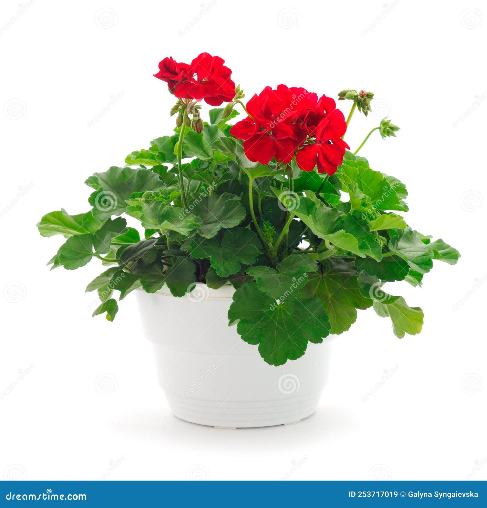 Beautiful Geranium Flower in Pot Stock Image - Image of beautiful ...