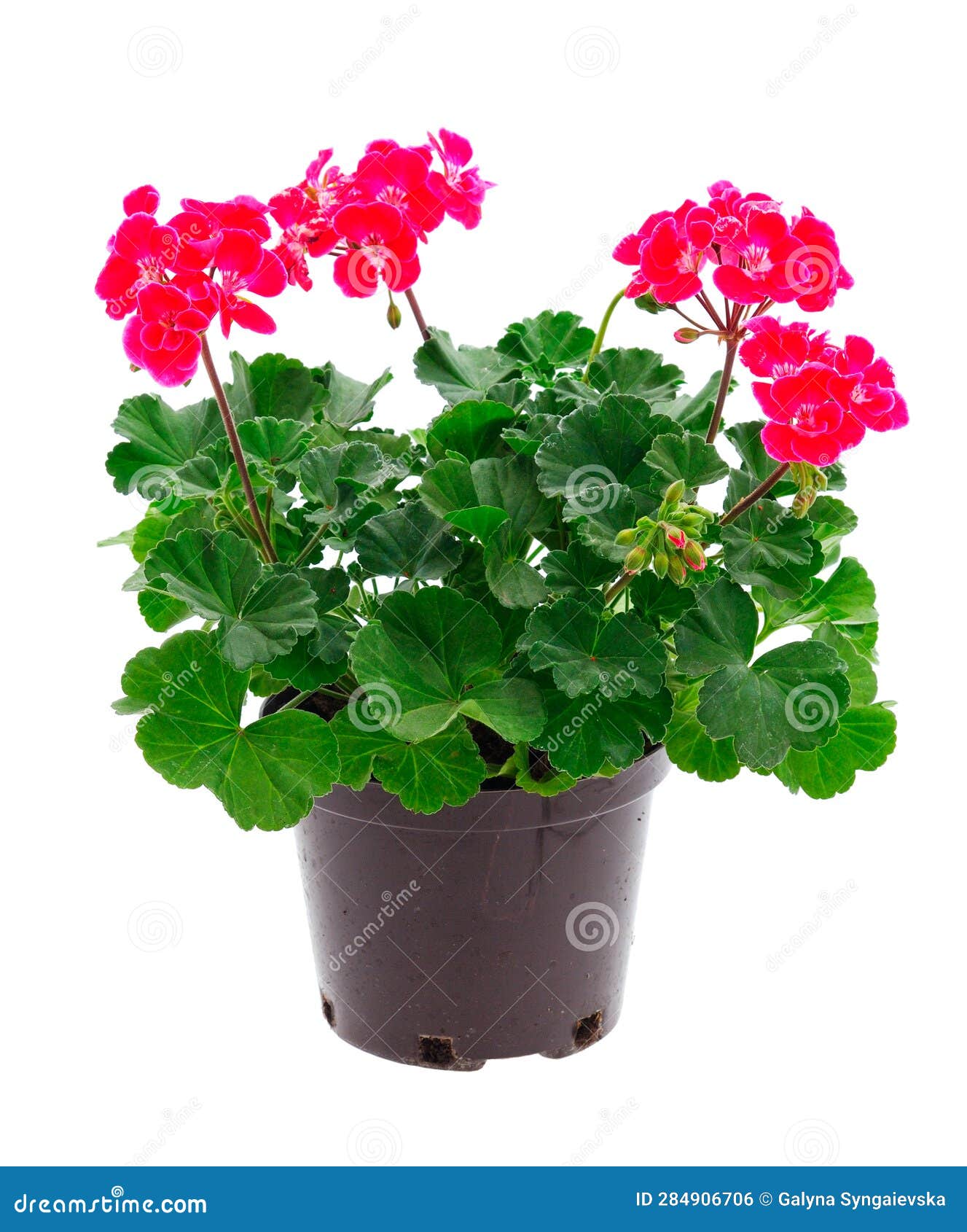 Beautiful Geranium Flower in Pot Stock Photo - Image of bloom ...