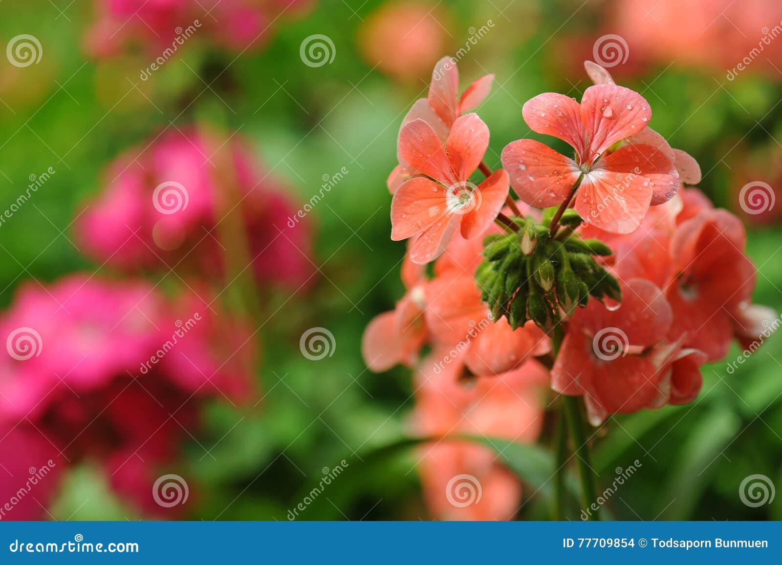 Beautiful geranium flowers stock photo. Image of colorful - 77709854