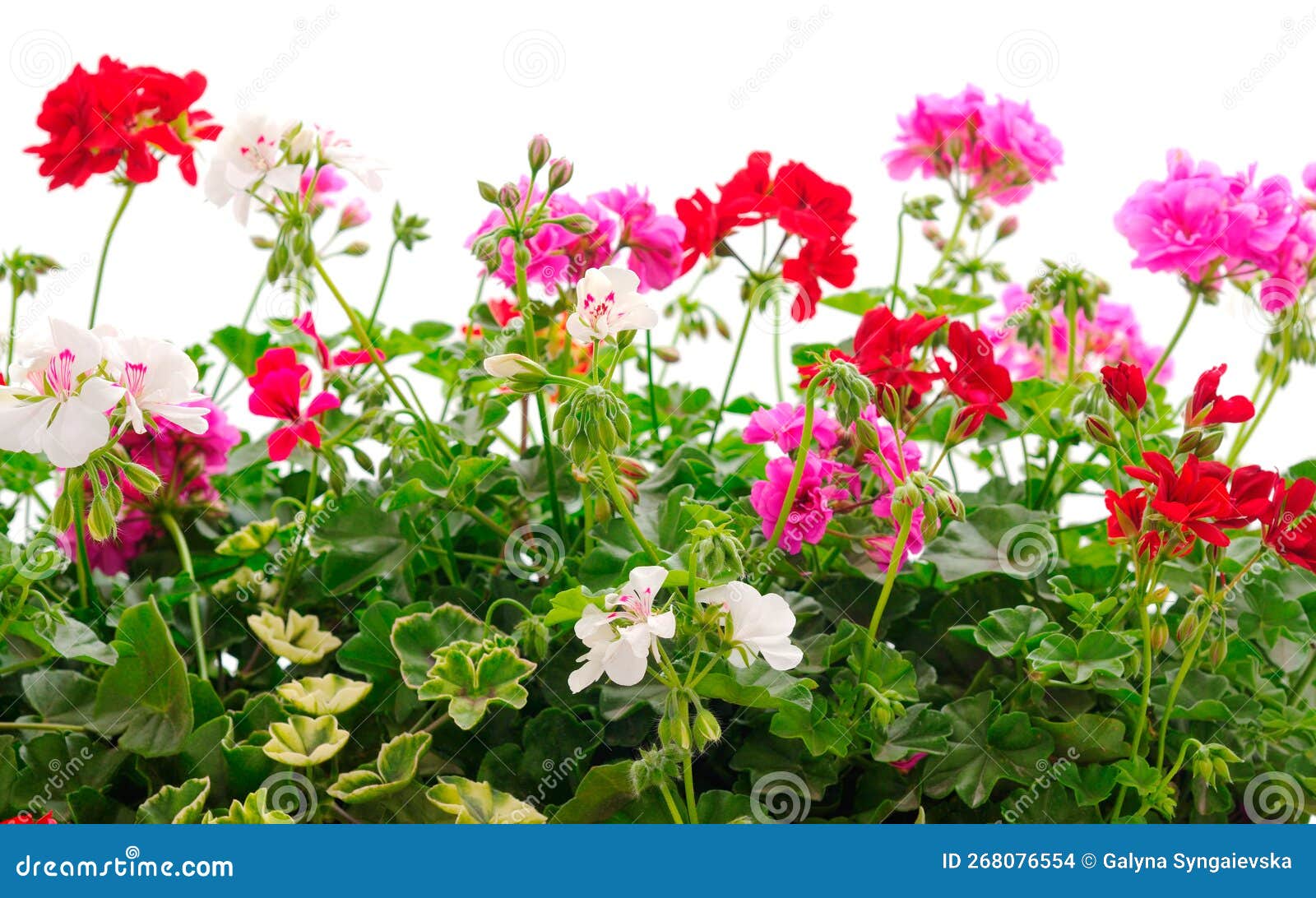 Beautiful geranium flowers stock photo. Image of plant - 268076554