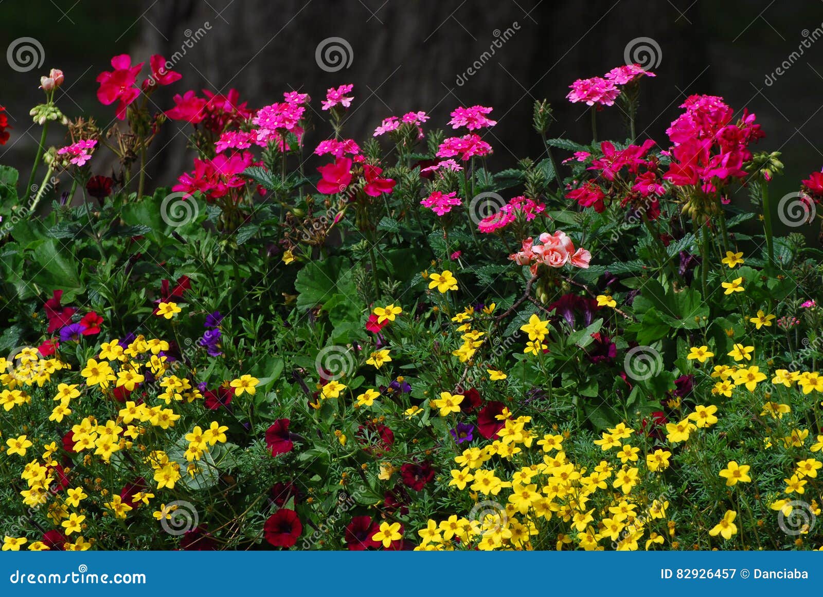 Beautiful Geranium in a Garden in Lienz. Stock Image - Image of garden ...