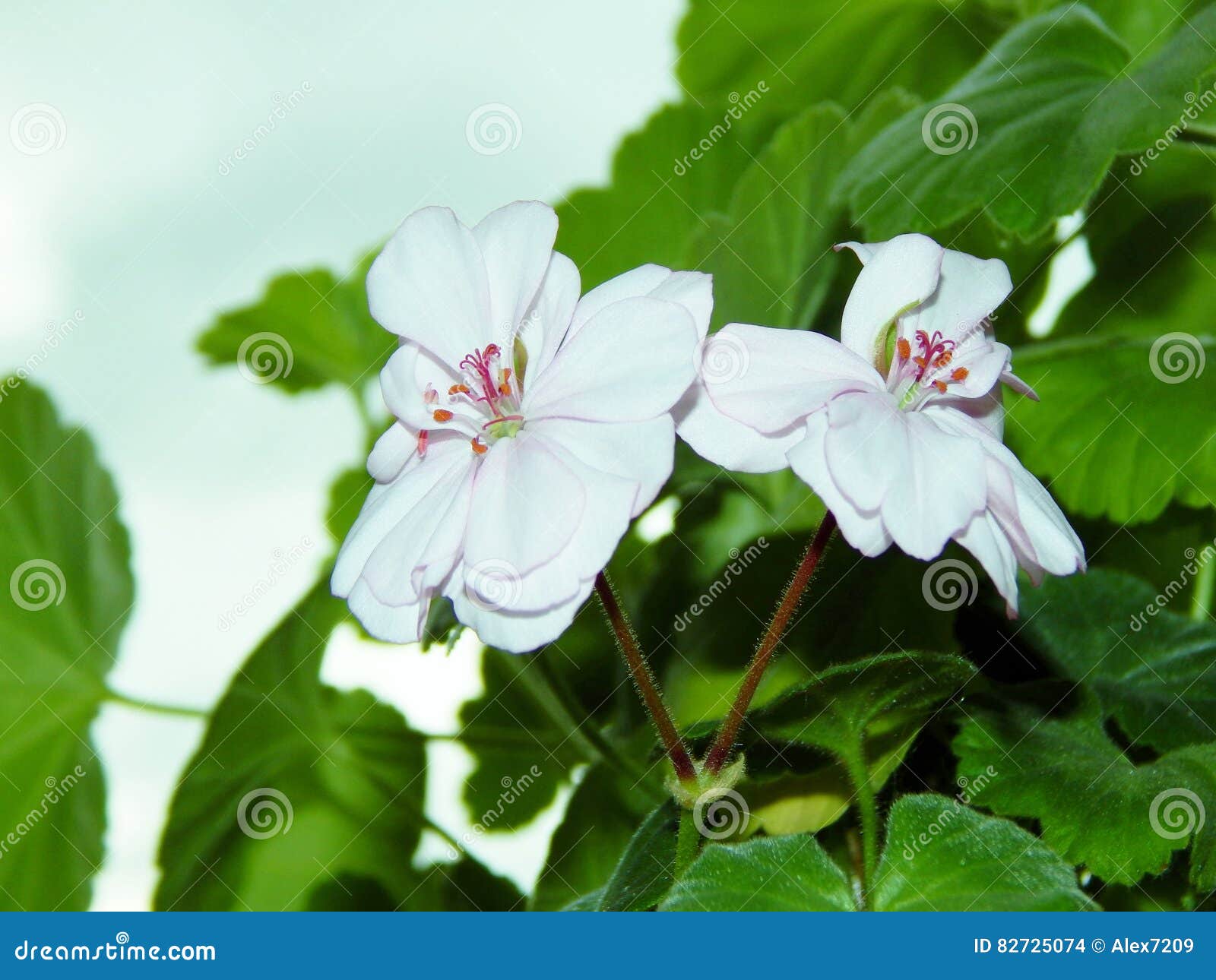 Beautiful Geraniums on a Background of Clouds Stock Photo - Image of ...