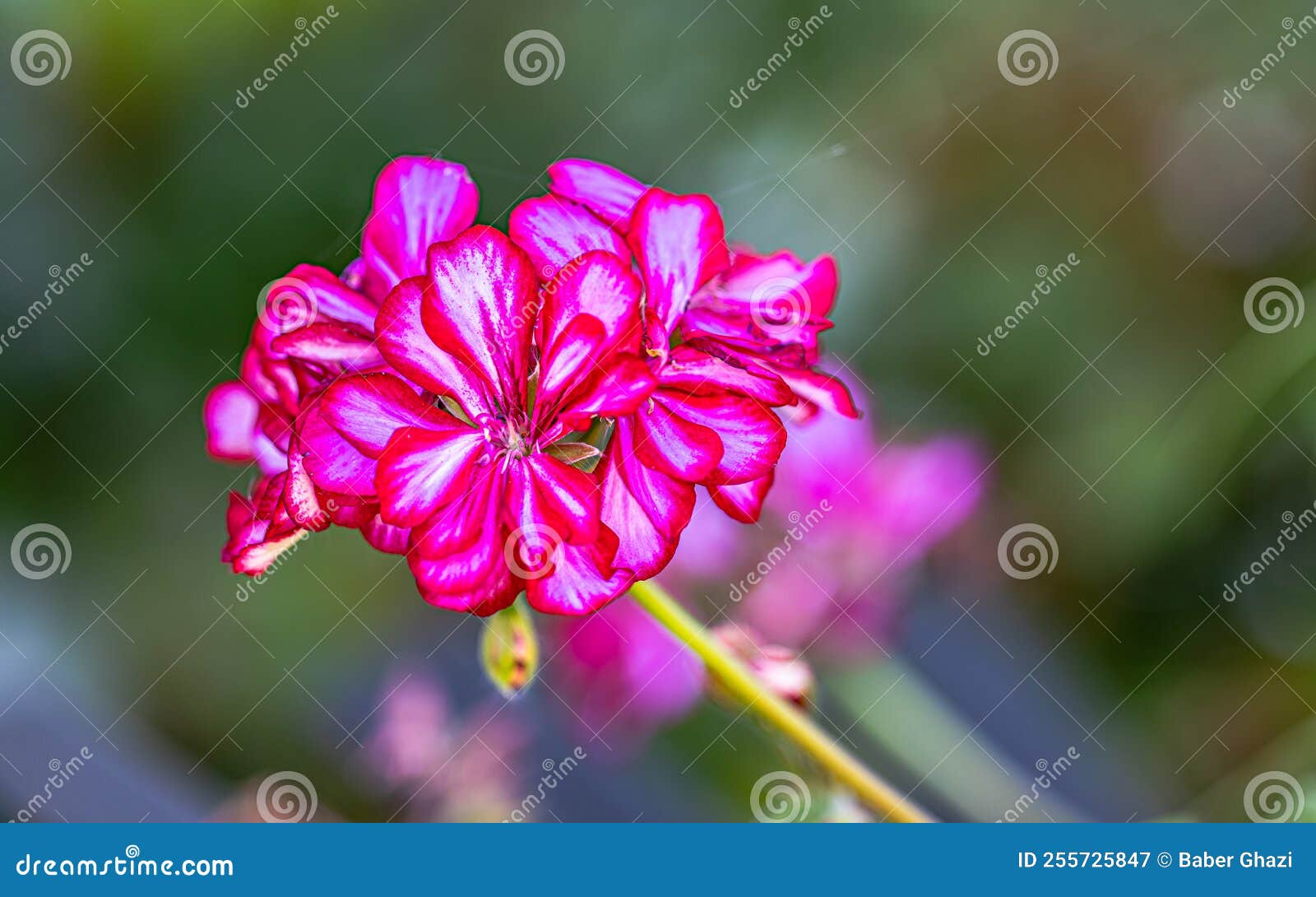 Beautiful geraniums stock image. Image of blossom, branch - 255725847