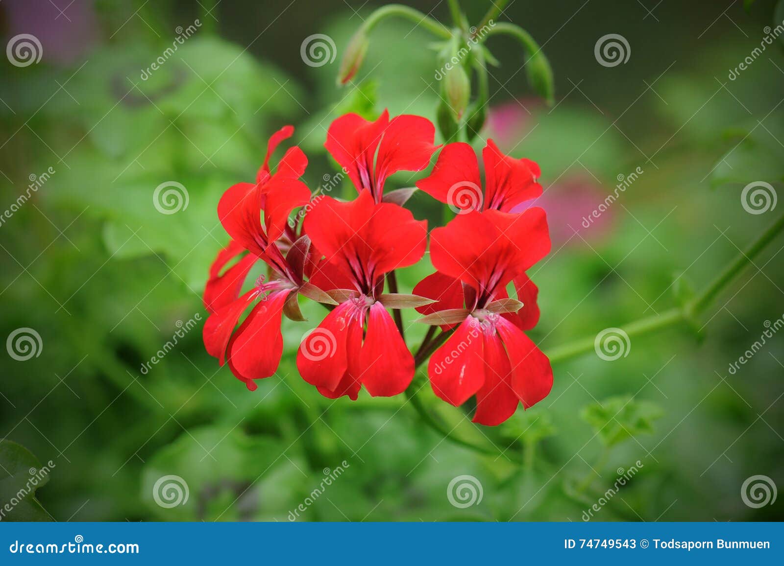 Beautiful Geraniums Flower in Nature Stock Image - Image of garden ...