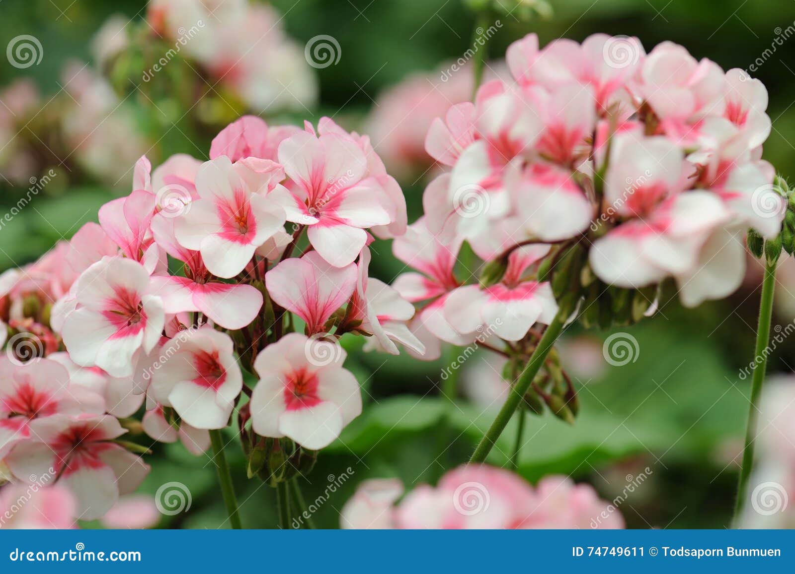 Beautiful Geraniums Flower in Nature Stock Image - Image of spring ...