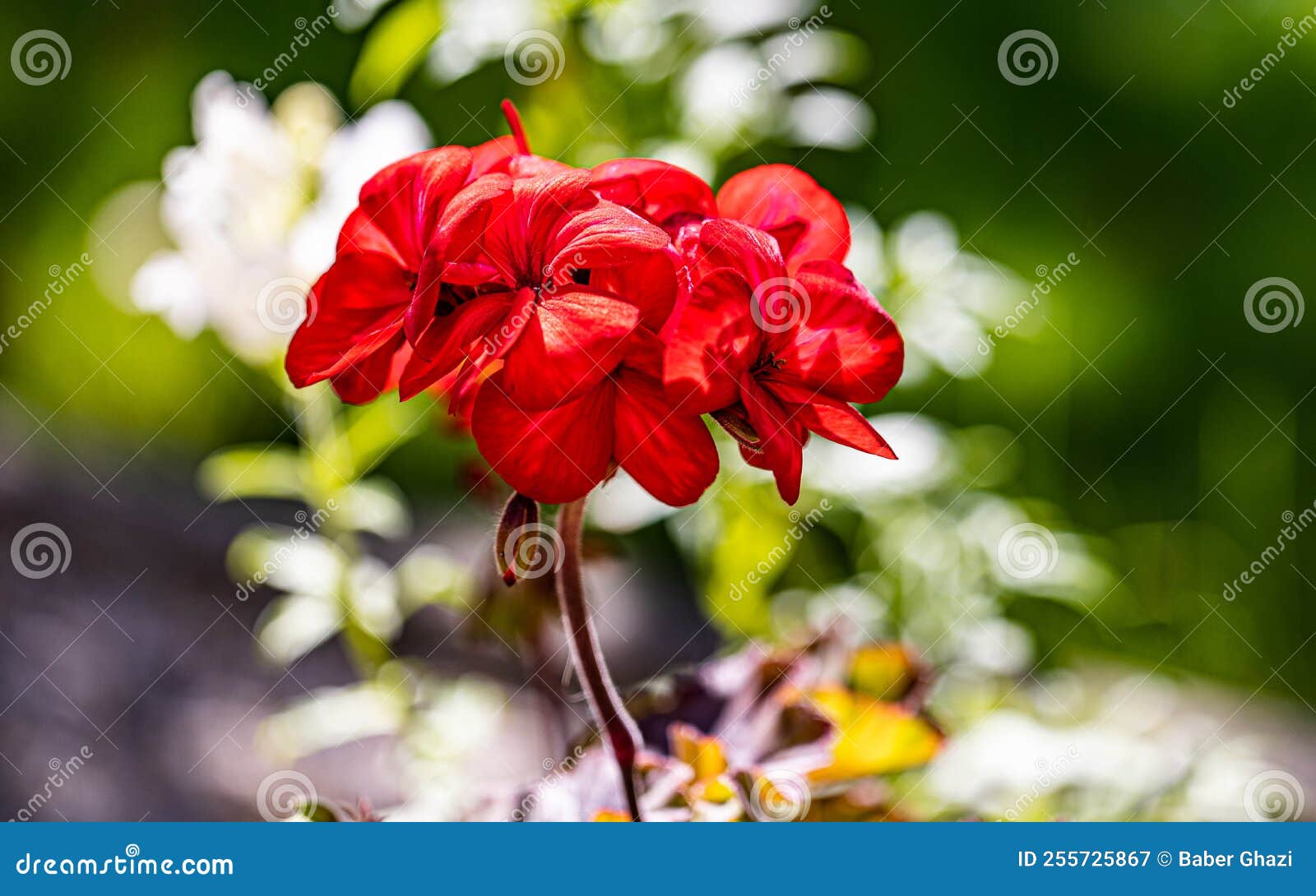 Beautiful geraniums stock image. Image of garden, autumn - 255725867