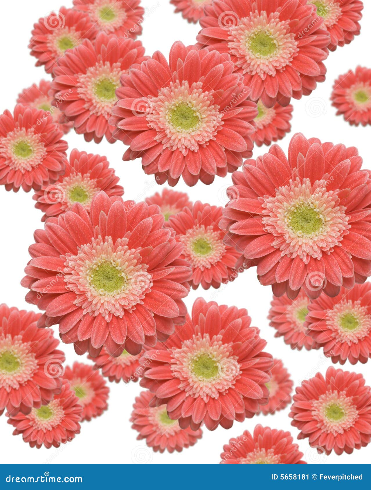 Beautiful Gerber Daisy Blossoms Stock Image - Image of green, closeup ...