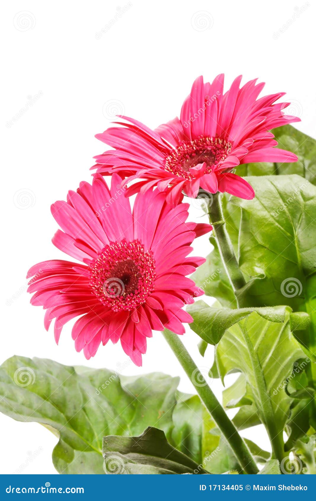 Beautiful gerber flowers stock image. Image of color - 17134405