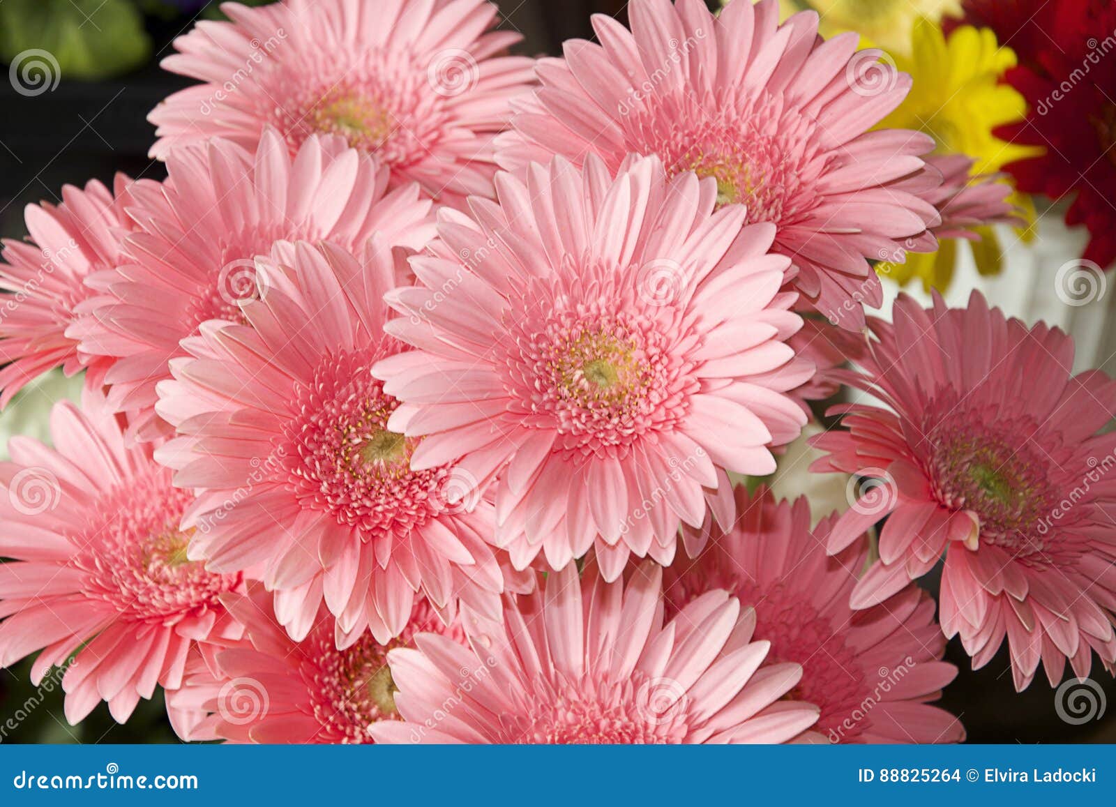 Beautiful gerber stock photo. Image of multicolor, nice - 88825264