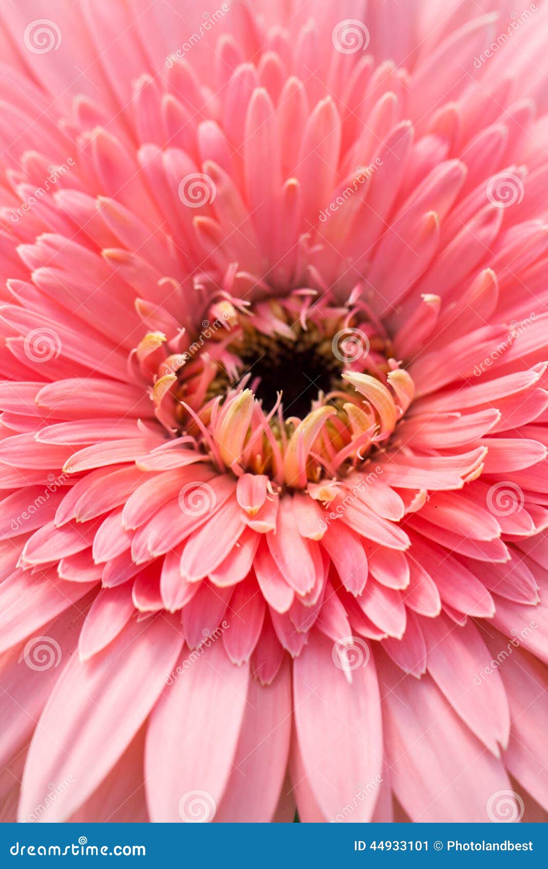 Beautiful gerbera flower stock image. Image of beautiful - 44933101