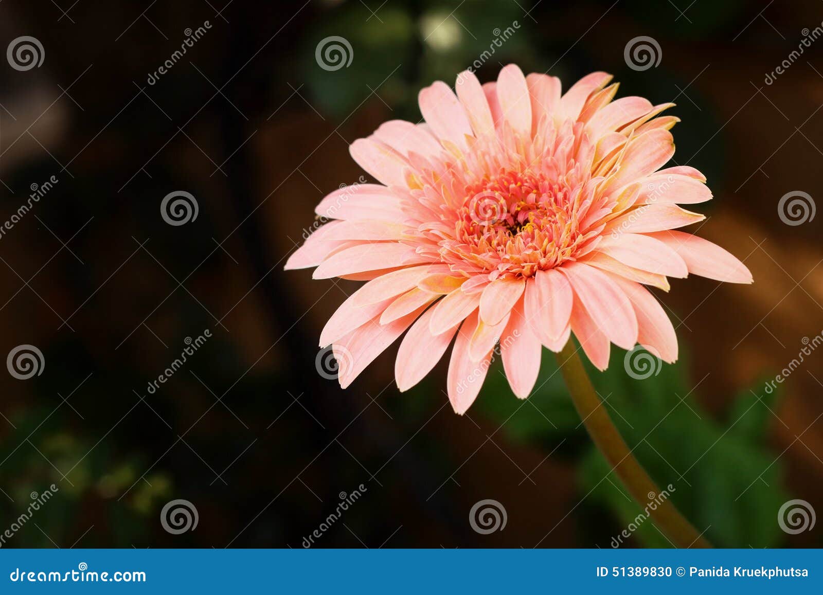 Beautiful Gerbera Flower in Garden at the Park Stock Photo - Image of ...