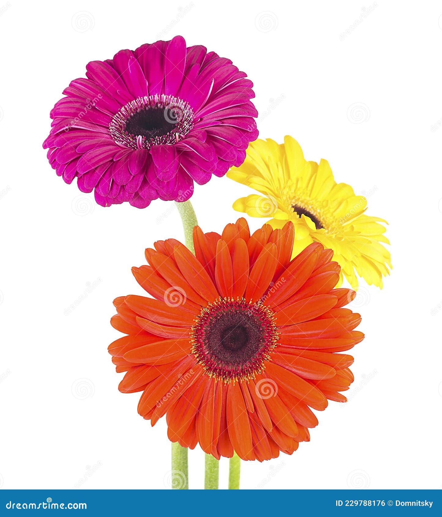 Beautiful Gerbera Flowers Isolated on White Background. Colored Gerbera ...