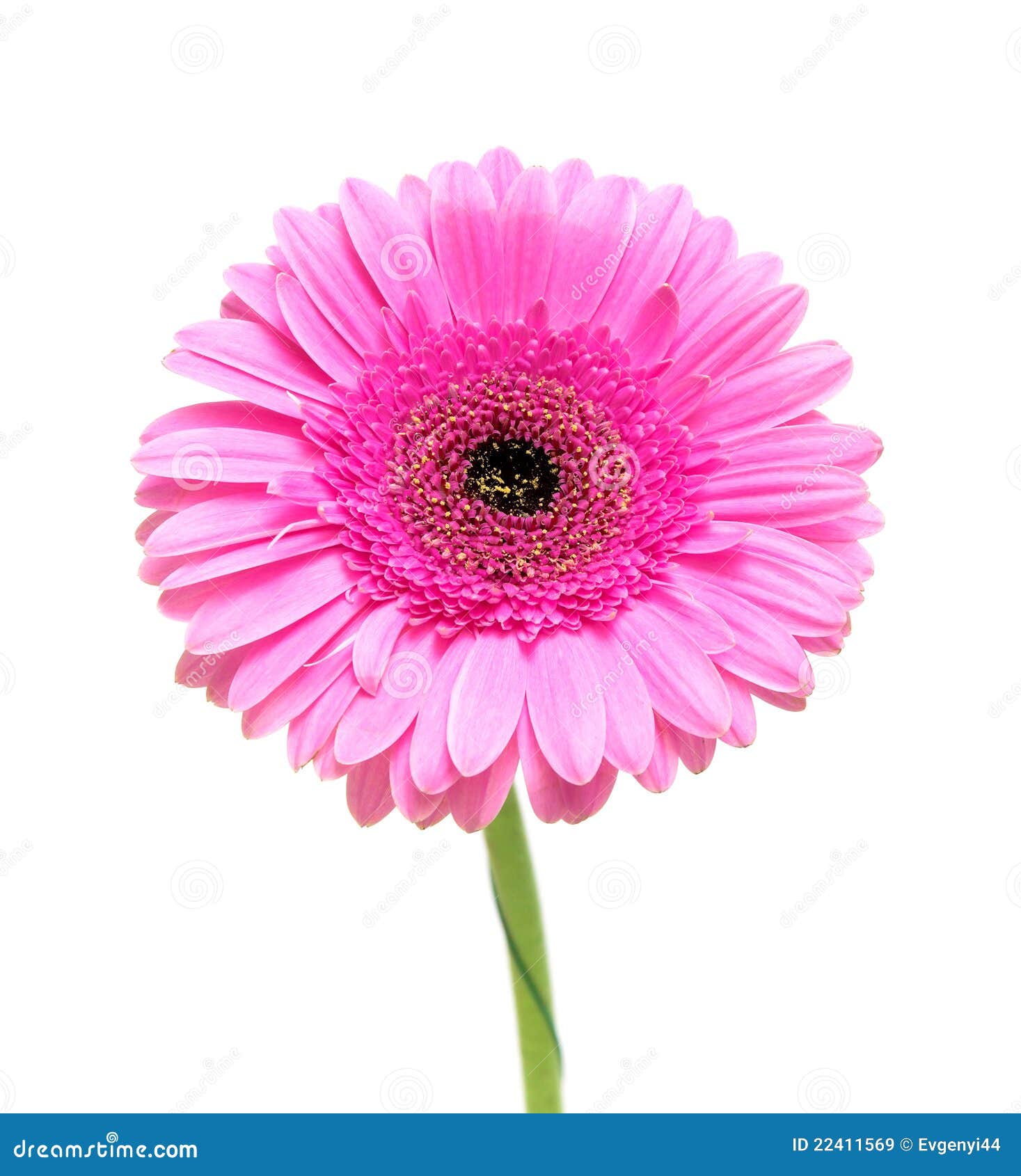 Beautiful Gerbera on a White Background Stock Image - Image of blooming ...