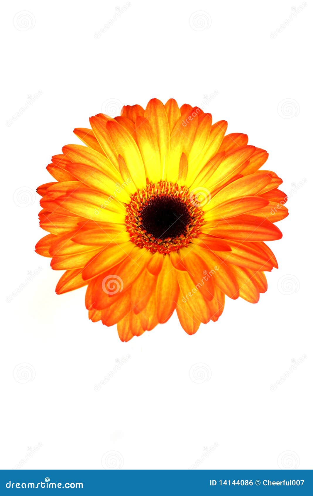 Beautiful gerberas stock photo. Image of green, bunch - 14144086