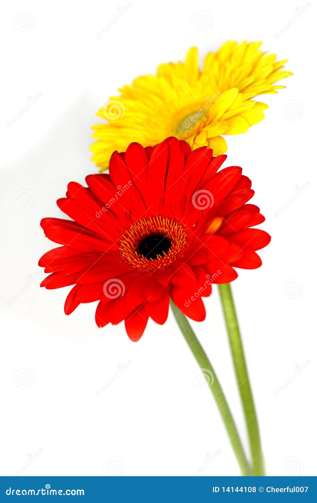 Beautiful gerberas stock photo. Image of natural, close - 14144108