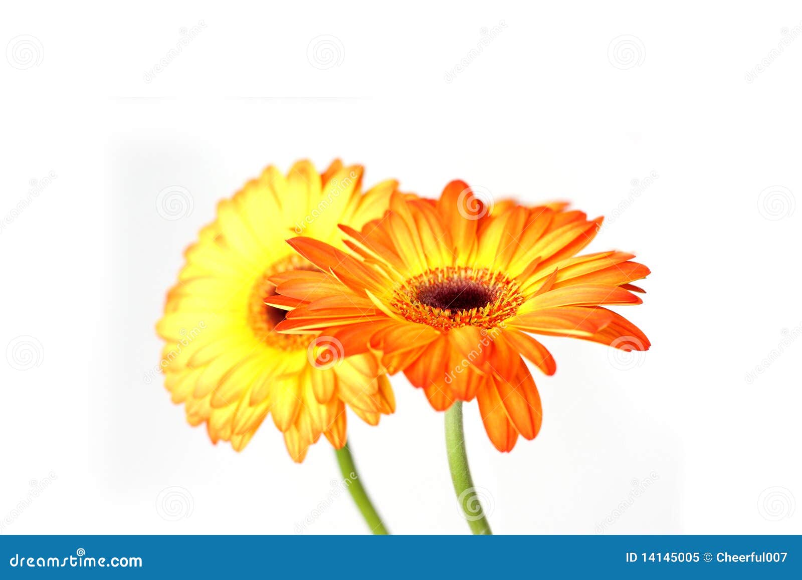 Beautiful gerberas stock image. Image of composite, gerbera - 14145005