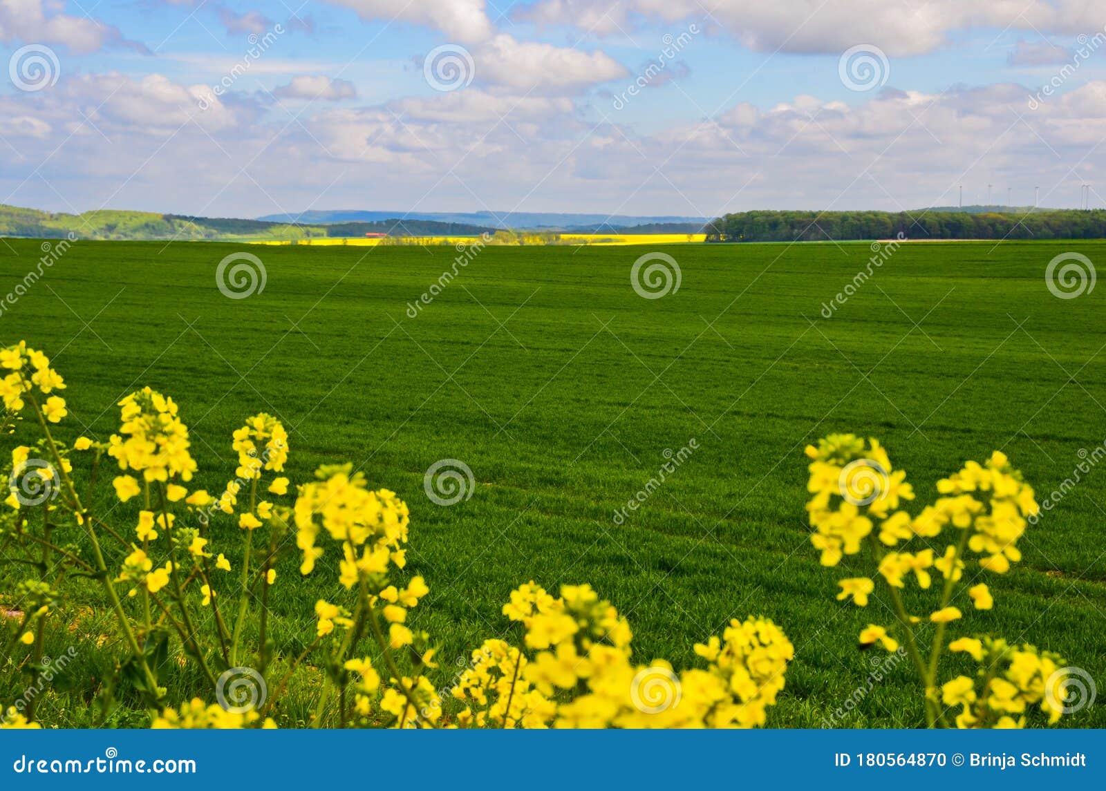 A Beautiful German Agriculture Landscape with Light and Yellow Fields ...
