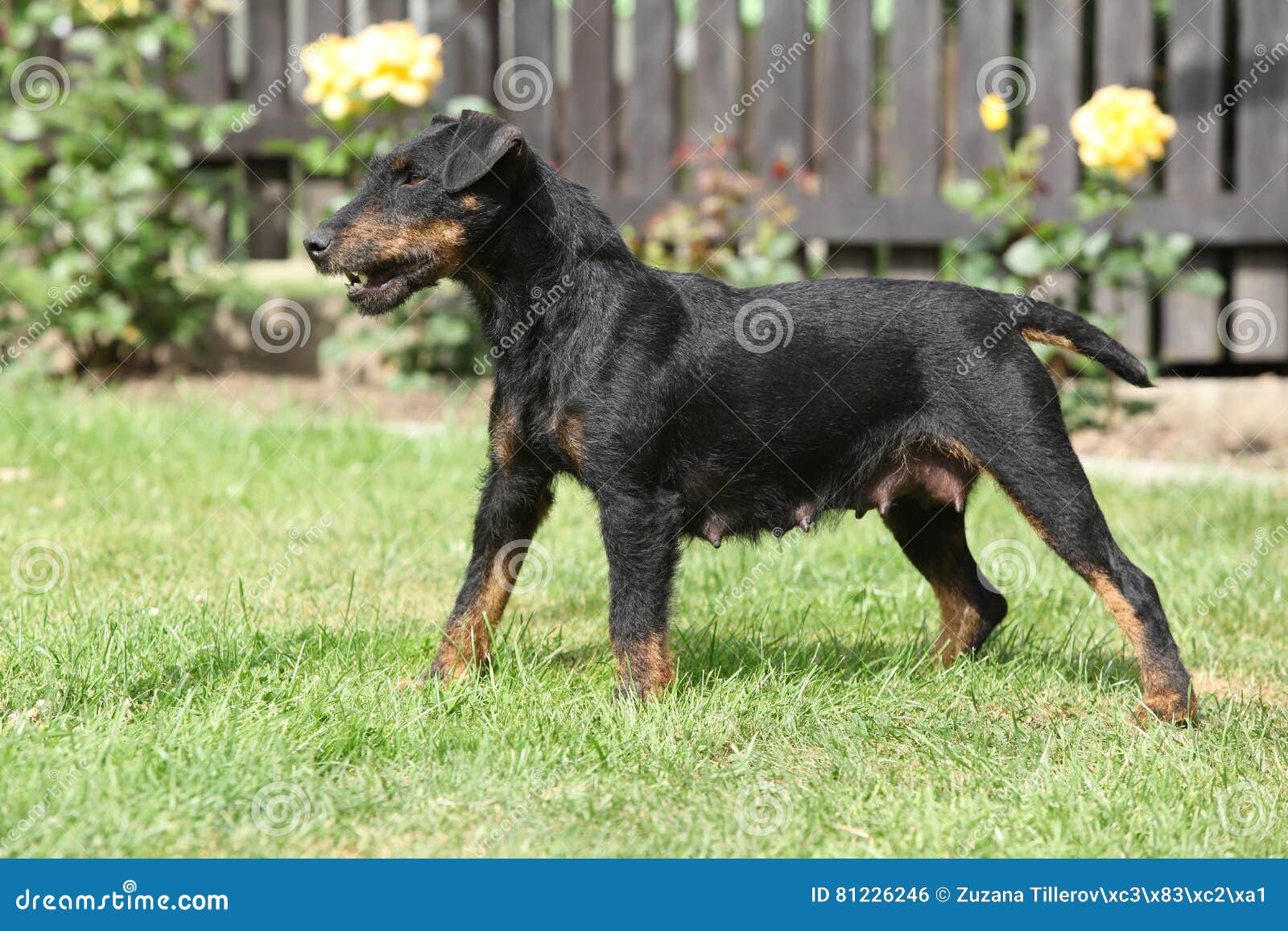 Beautiful German Hunting Terrier in the Garden Stock Photo - Image of ...