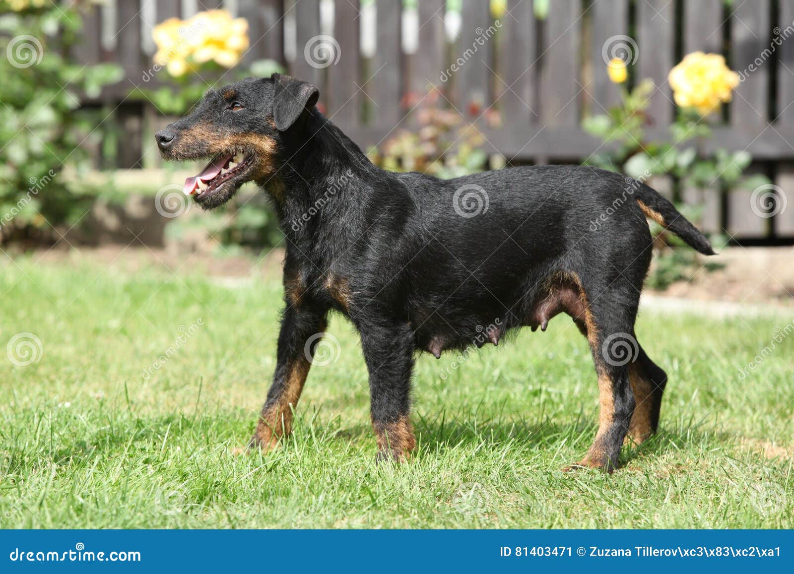 Beautiful German Hunting Terrier in the Garden Stock Image - Image of ...