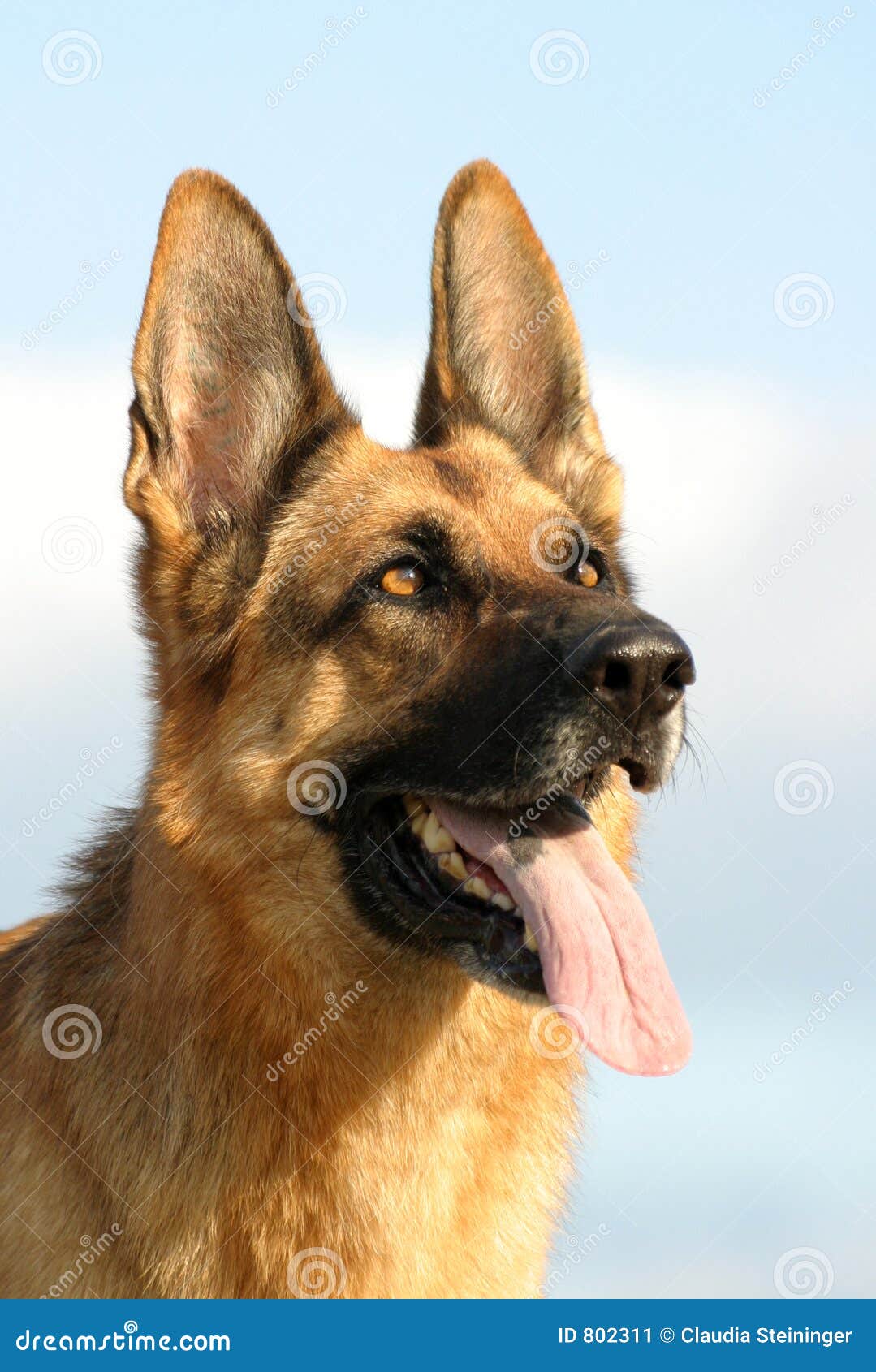 Beautiful German shepherd stock image. Image of cute, mammal - 802311