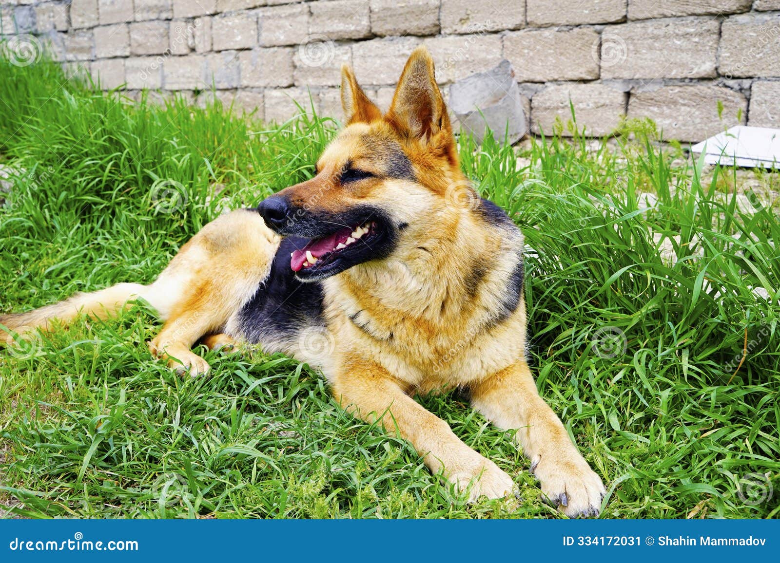 Beautiful German Shepherd Dog Lying on Green Grass in the Yard. Stock ...