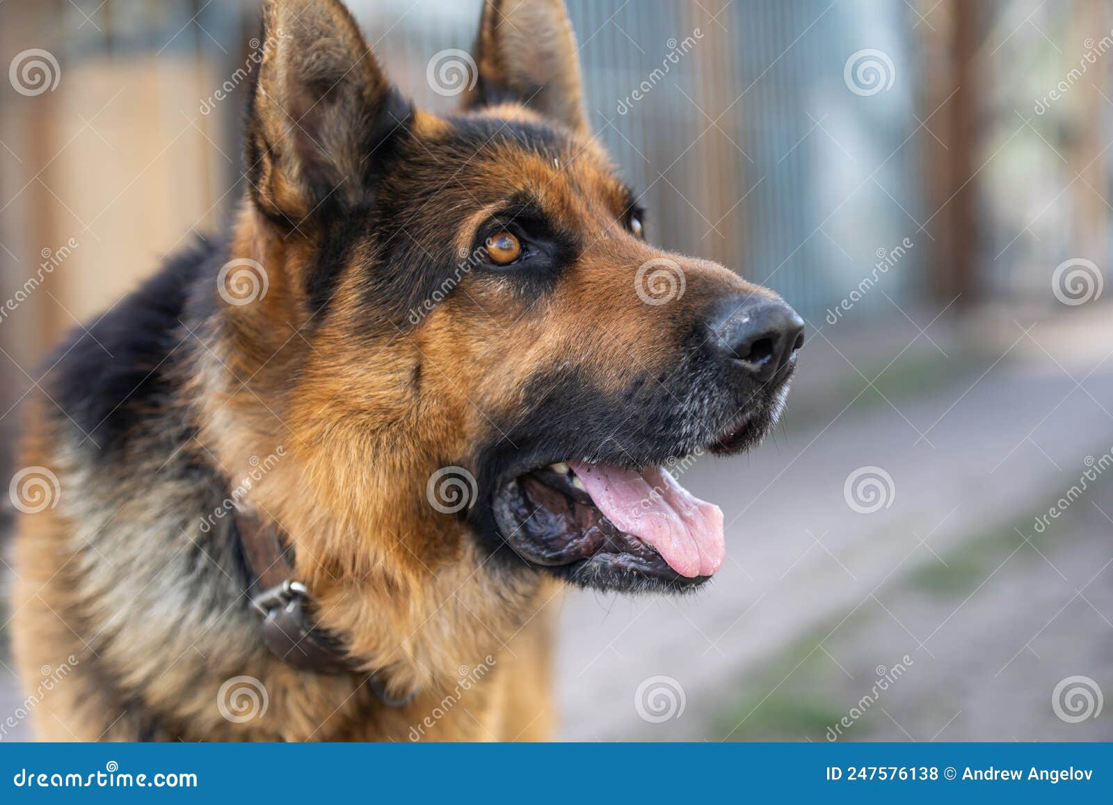Beautiful German Shepherd Dog Outdoor Stock Photo - Image of grass ...