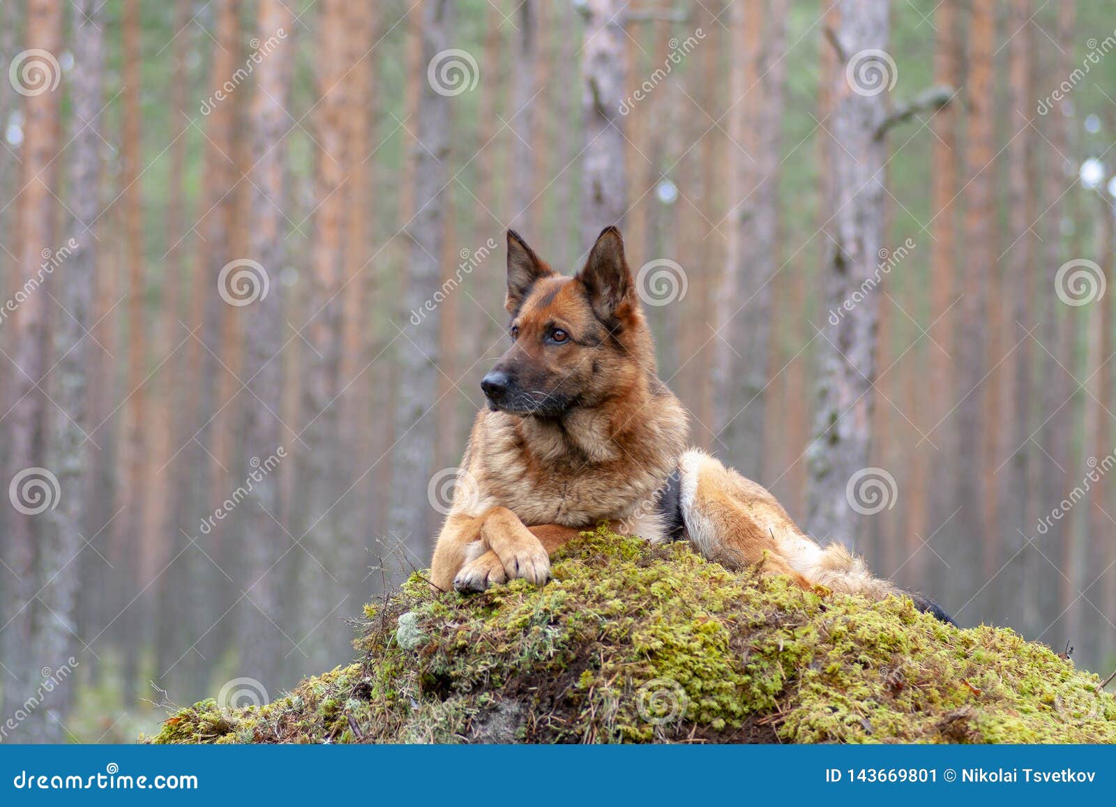Beautiful German Shepherd in the Forest Stock Image - Image of ...
