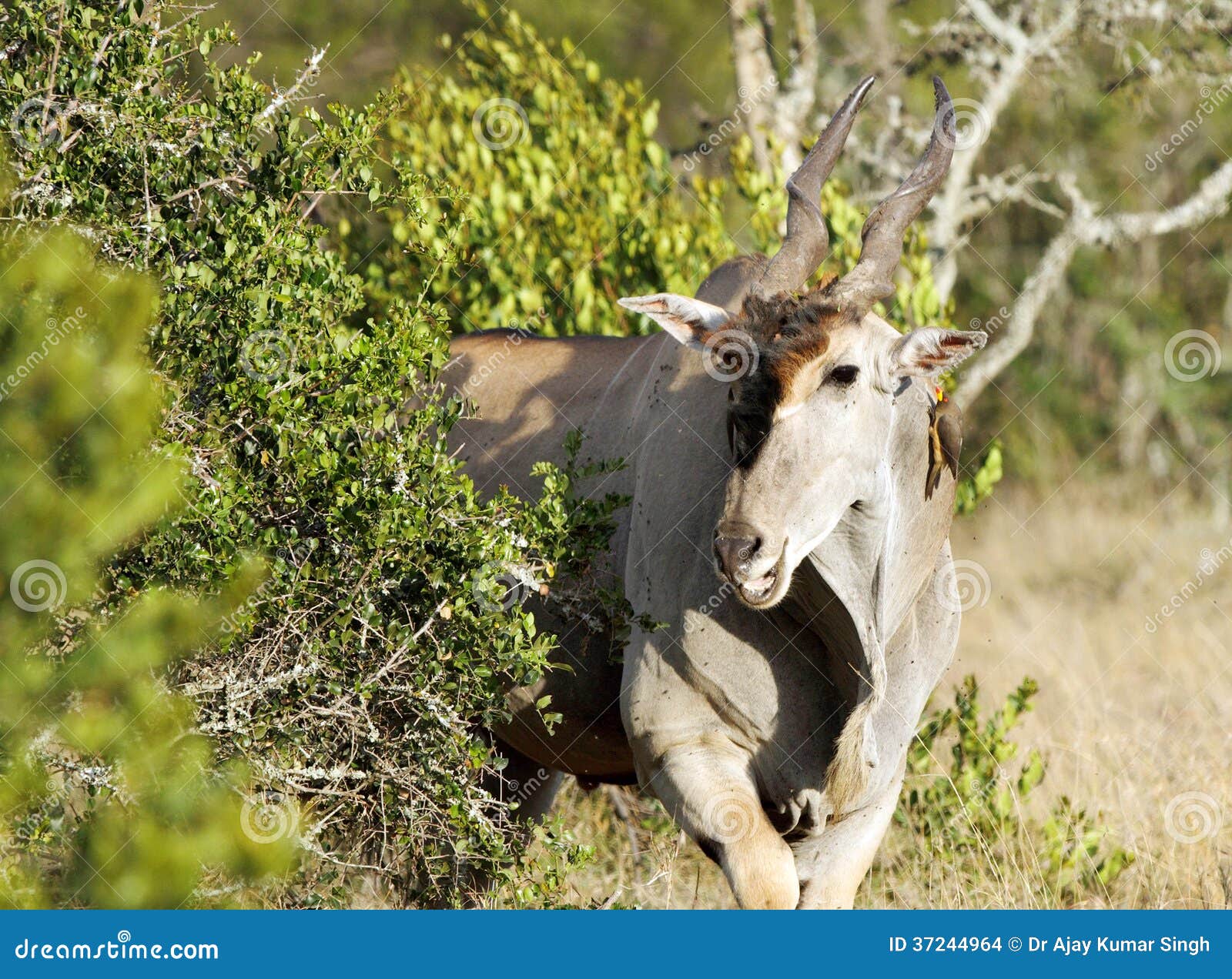 Beautiful Giant Eland Antelope Emerging from a Bush Stock Photo - Image ...