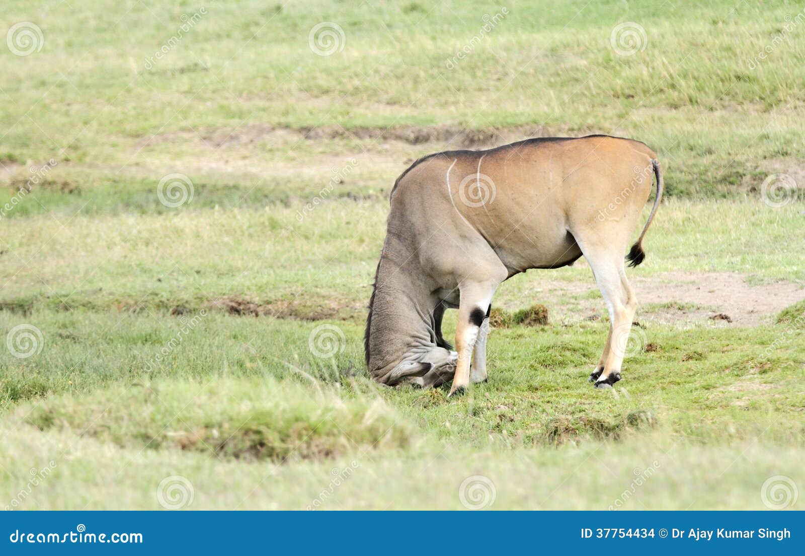 A Beautiful Giant Eland Antelope Hitting the Mud Mound Stock Photo ...