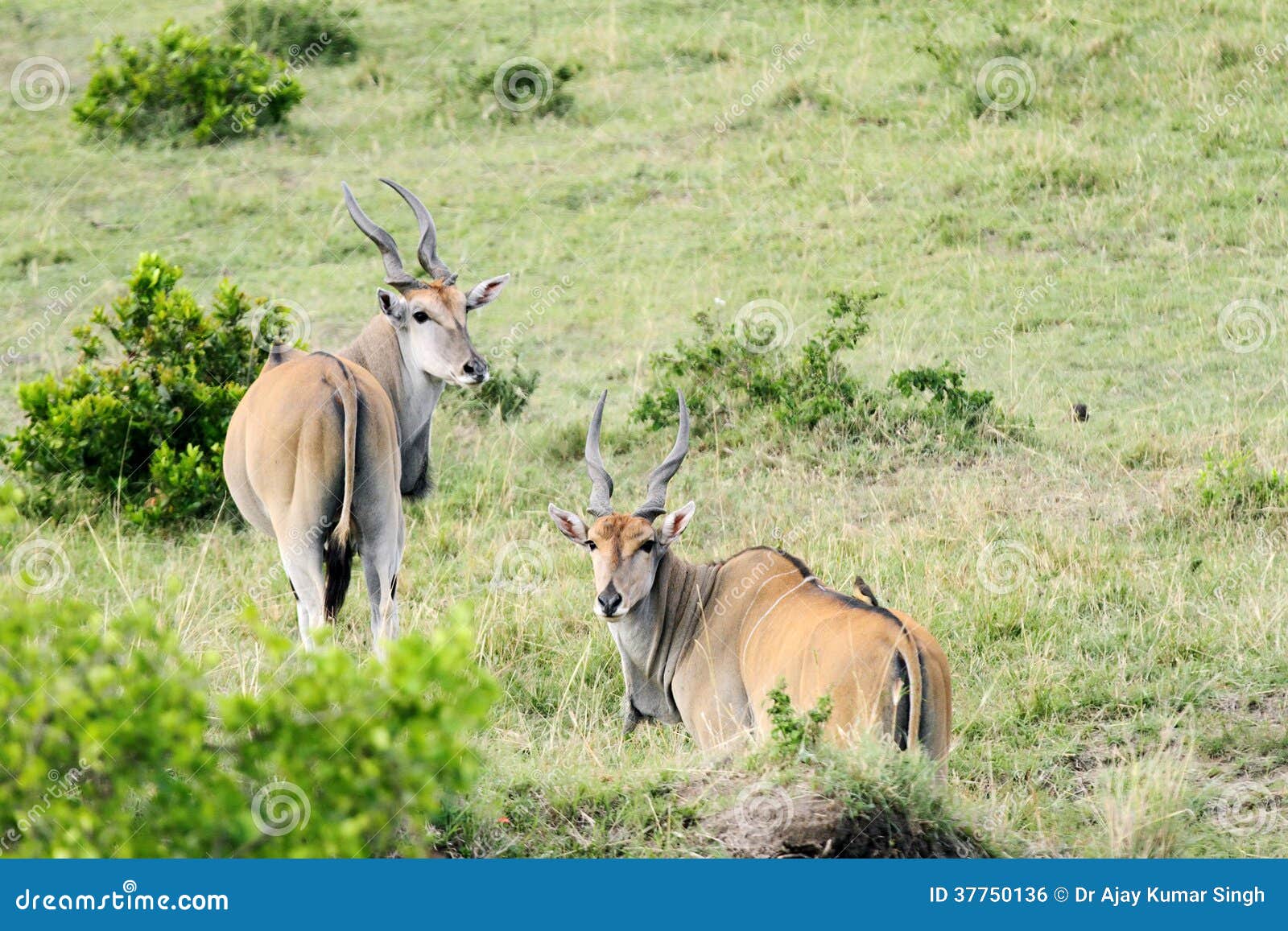 Beautiful Giant Eland Antelopes Stock Photo - Image of artiodactyla ...