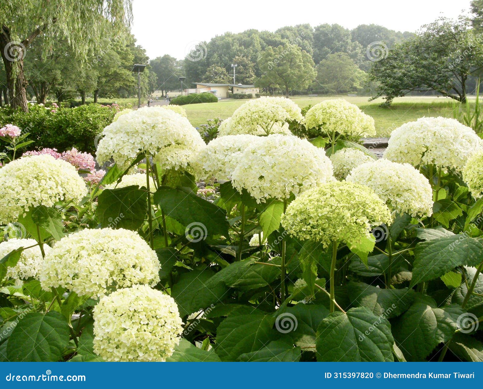 Red Giant Flower Beetles Fornasinius Russus From Arfica Isolated On ...