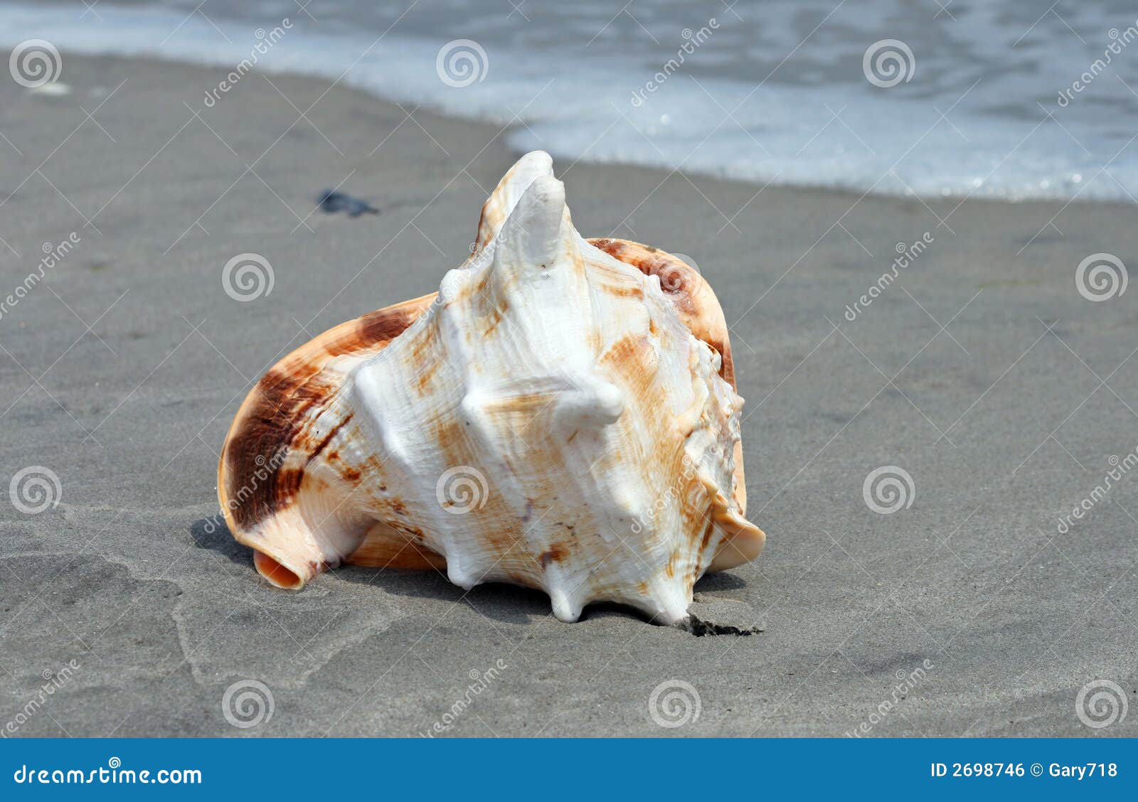 A Beautiful Giant Sea Shell Picture. Image: 2698746