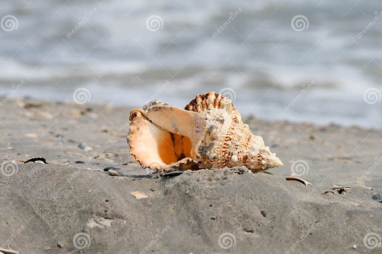 A Beautiful Giant Sea Shell Stock Photo - Image of summer, bird: 2698834