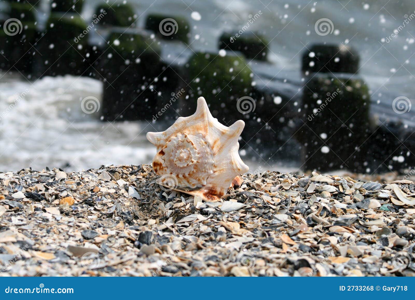 A Beautiful Giant Sea Shell Picture. Image: 2733268